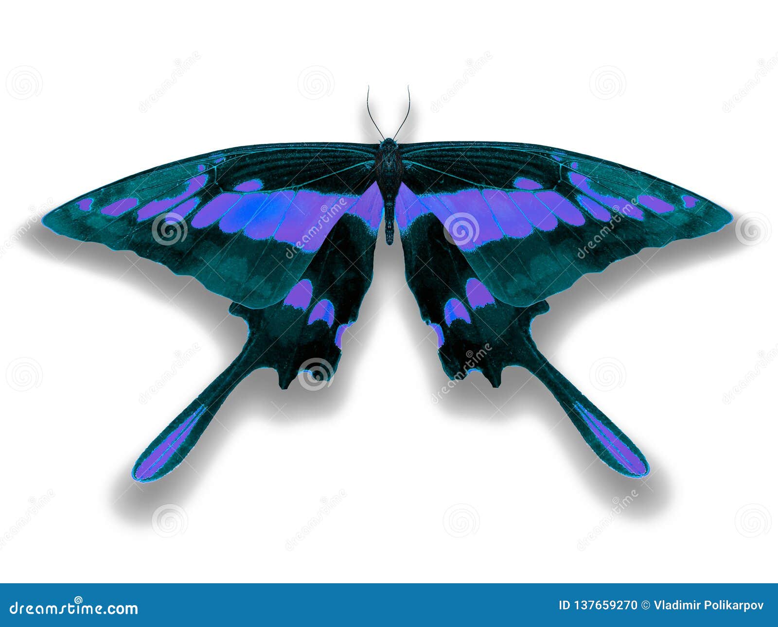 Beautiful Blue Butterfly with Shadow Isolated on White Background Stock ...