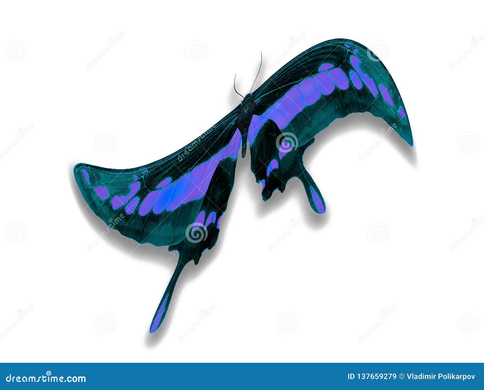 Beautiful Blue Butterfly with Shadow Isolated on White Background Stock ...