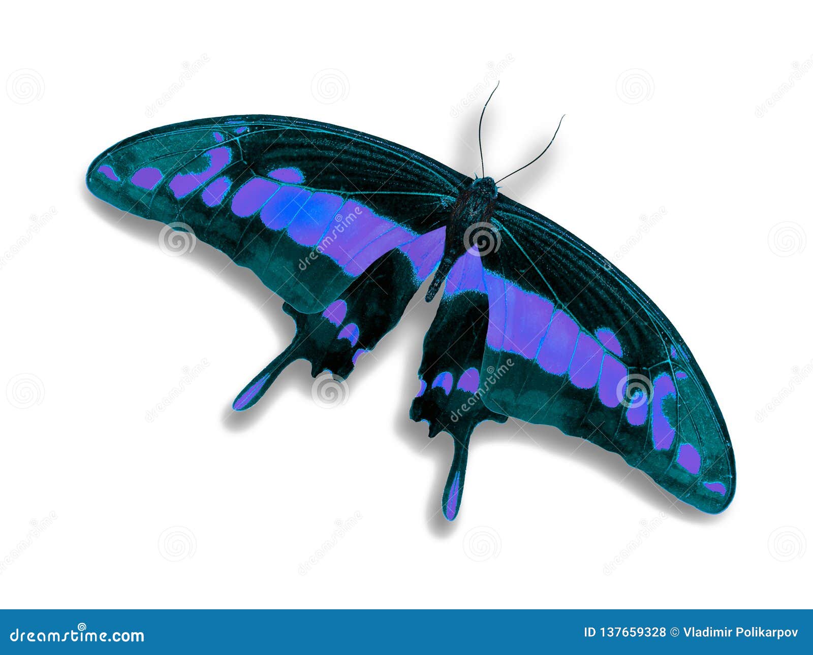 Beautiful Blue Butterfly with Shadow Isolated on White Background Stock ...