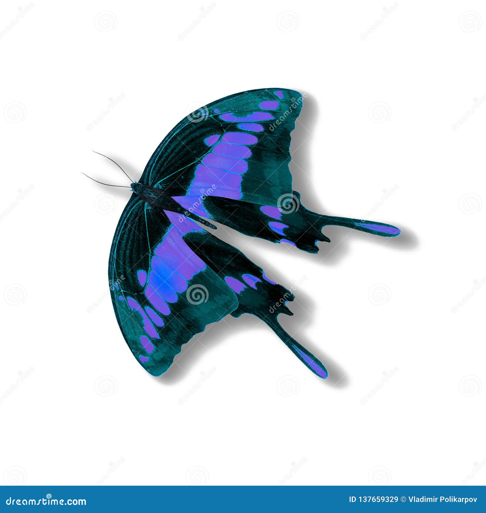 Beautiful Blue Butterfly with Shadow Isolated on White Background Stock ...