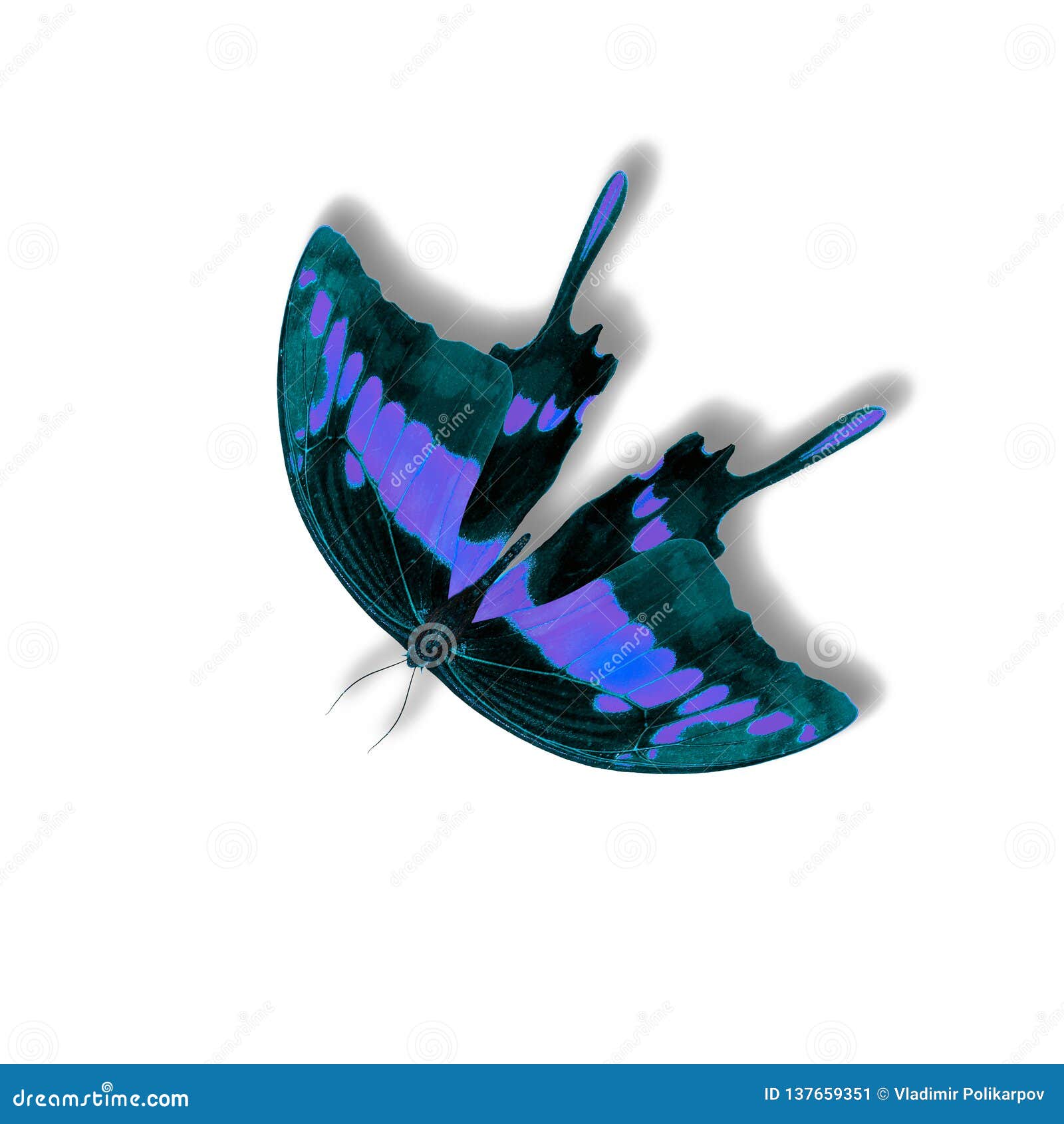 Beautiful Blue Butterfly with Shadow Isolated on White Background Stock ...