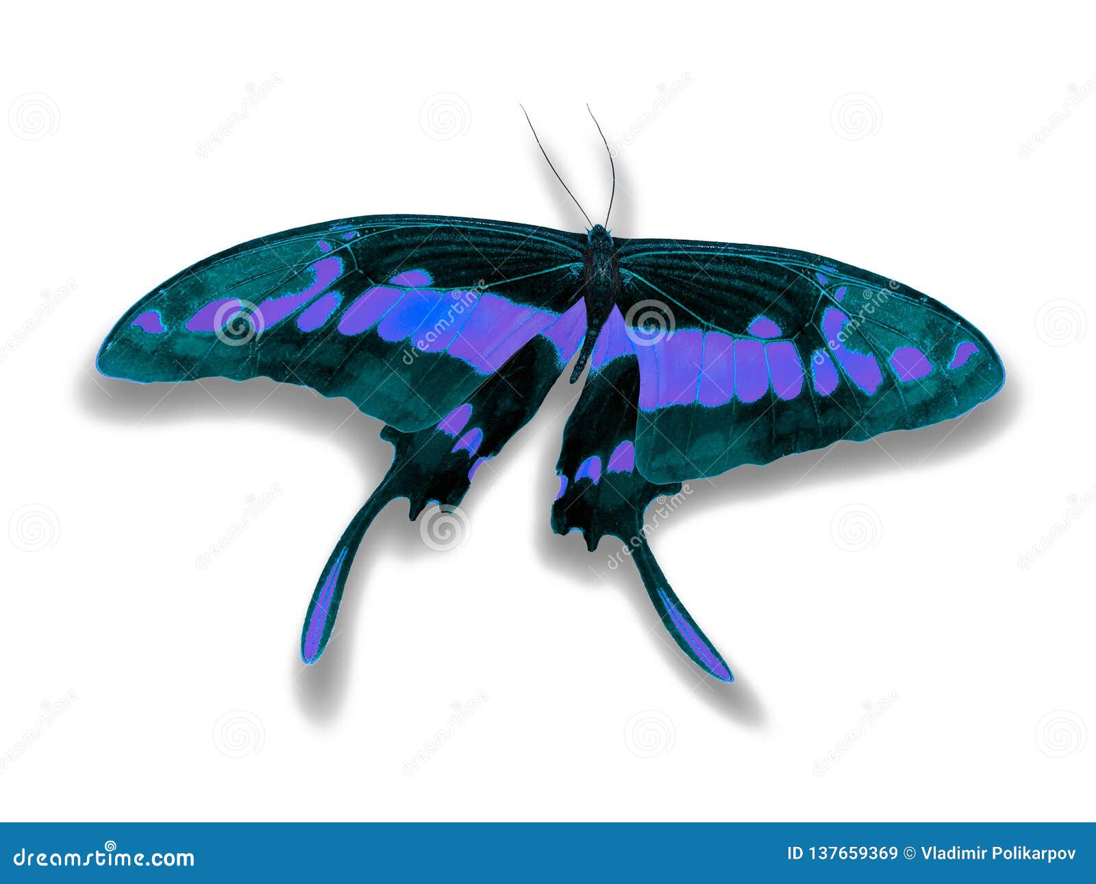 Beautiful Blue Butterfly with Shadow Isolated on White Background Stock ...