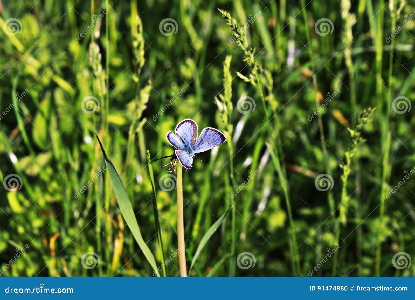 Beautiful blue butterfly stock photo. Image of beautiful - 91474880