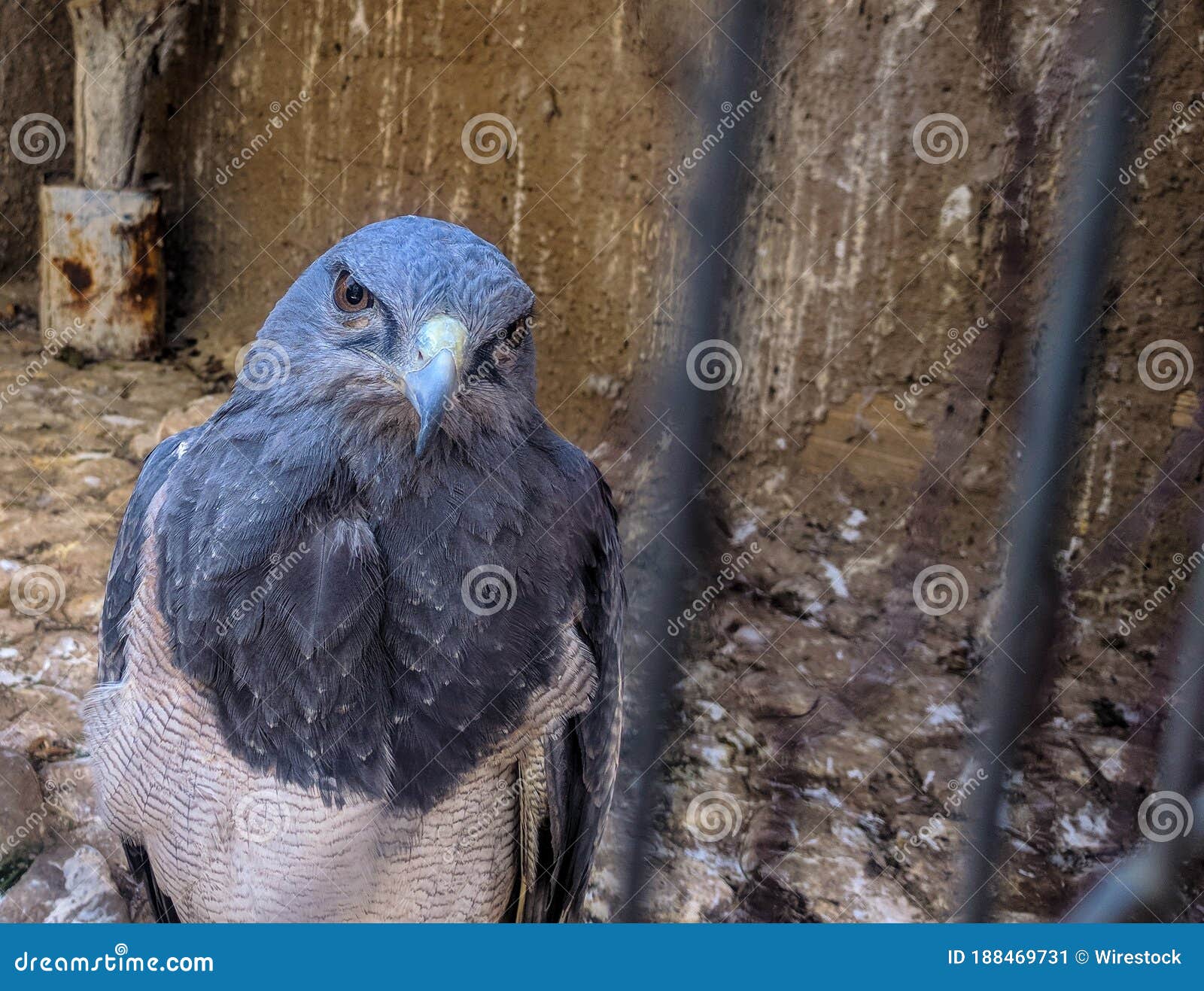 Beautiful Blue Buzzard in a Cage in the Zoo Stock Image - Image of wild ...