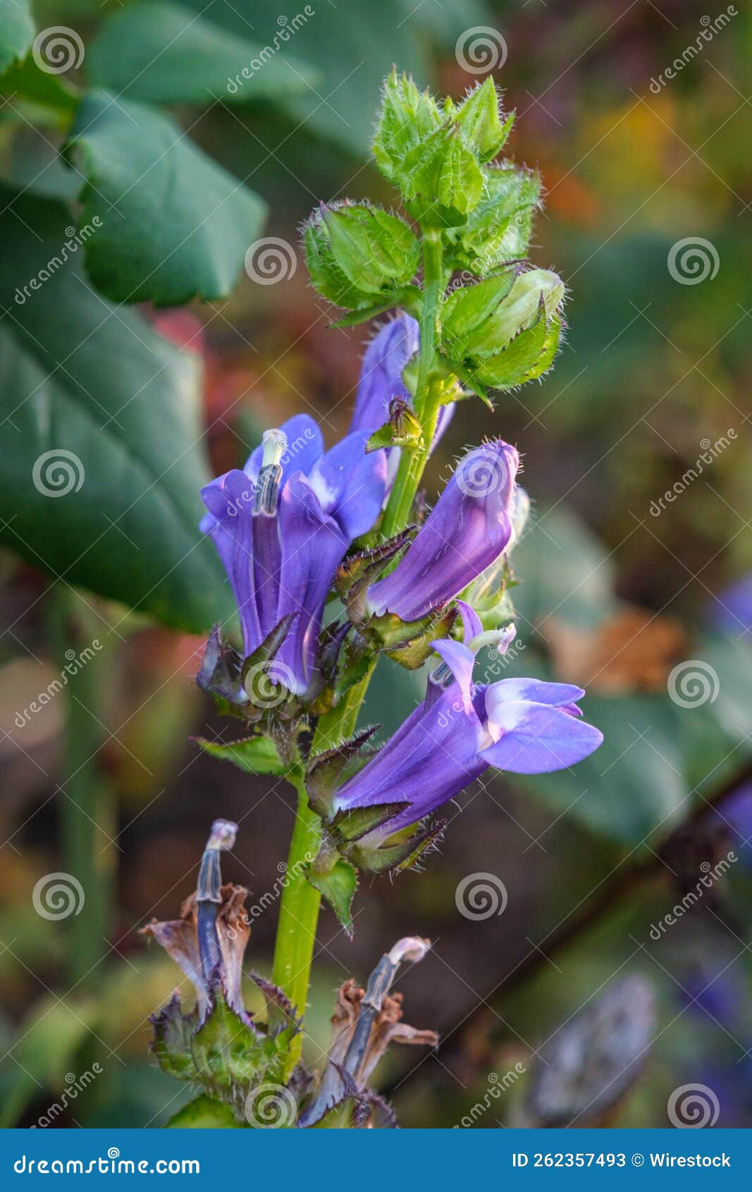 Beautiful Blue Cardinal Flower in the Garden Stock Image - Image of ...
