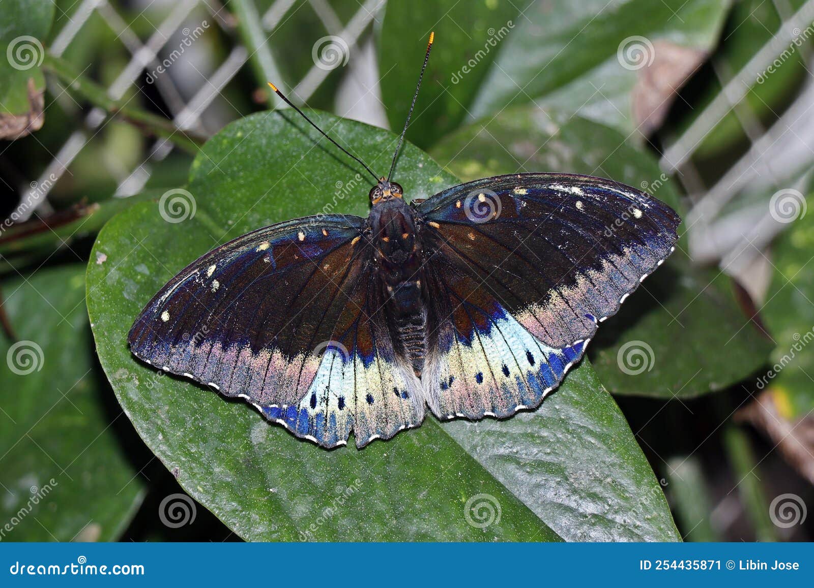 Beautiful Blue Clipper Butterfly Sitting on a Leaf Stock Image - Image ...