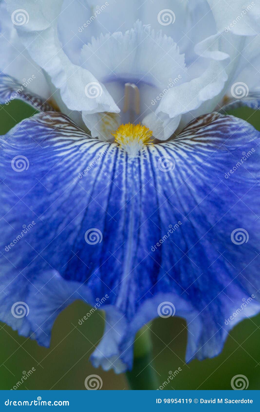 Beautiful blue color iris stock image. Image of multicolor - 98954119