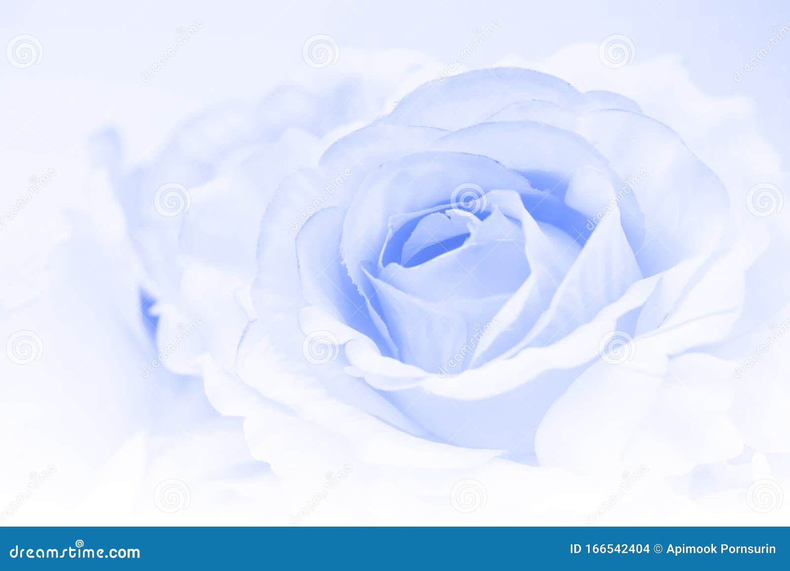 Blue Color Roses in Soft and Blur Style for Background Stock Photo ...
