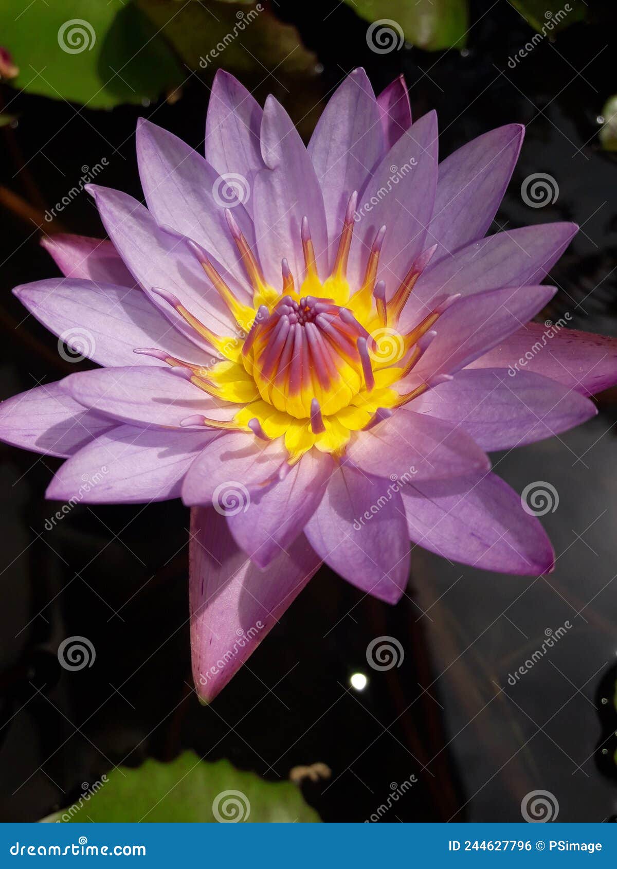 Beautiful Blue Colour Lotus Flower Stock Photo - Image of wild, healthy ...
