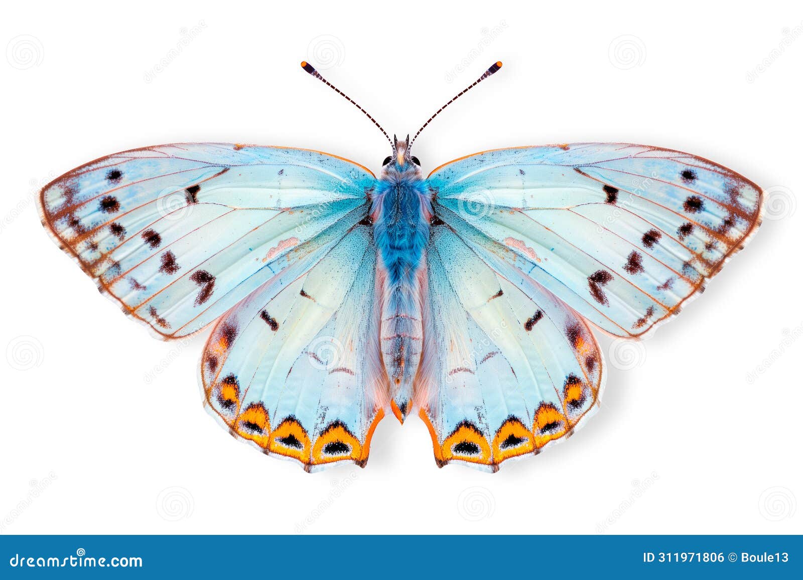 Beautiful Blue Copper Butterfly Isolated on a White Background with ...