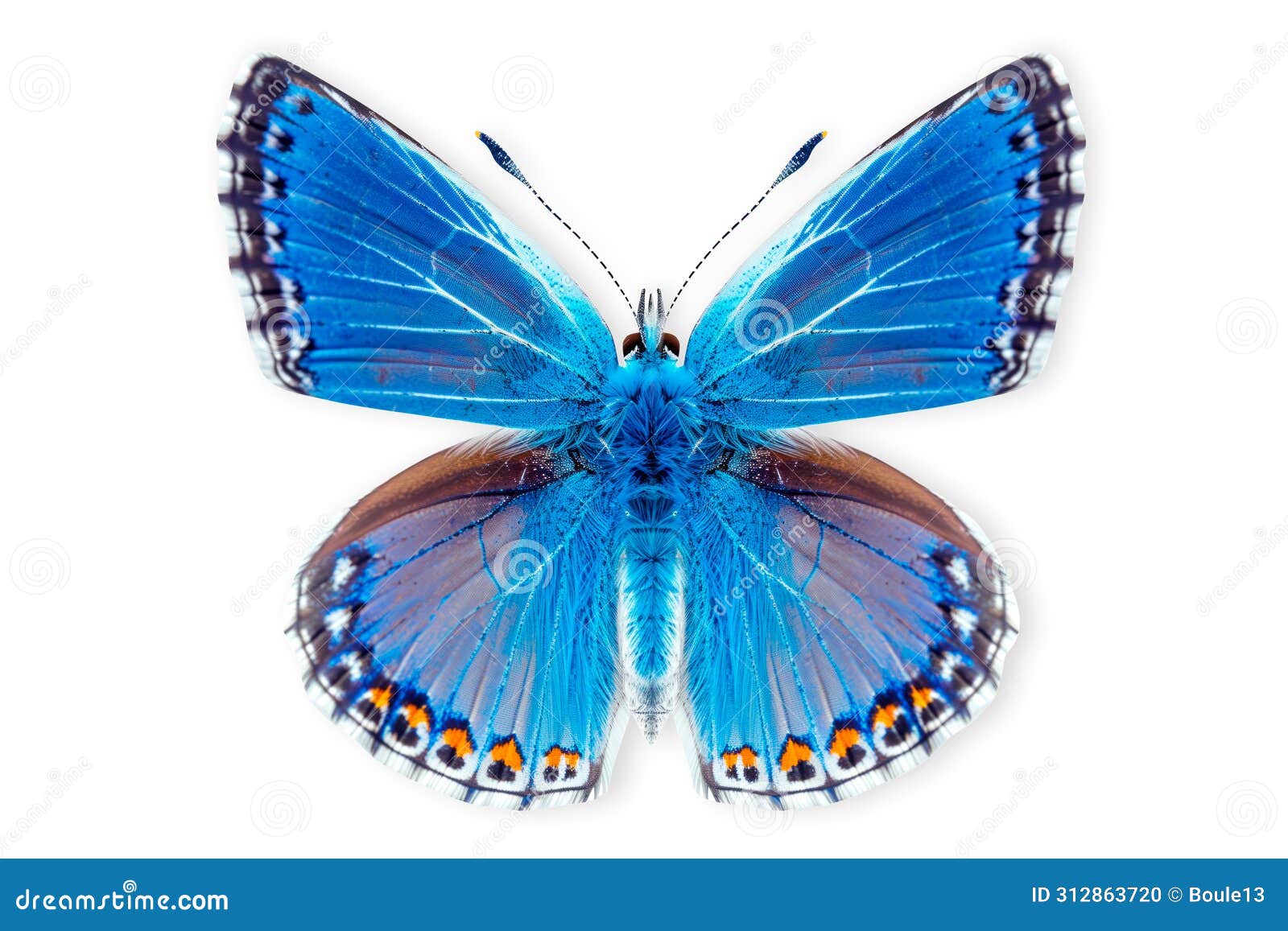 Beautiful Blue Copper Butterfly Isolated on a White Background with ...
