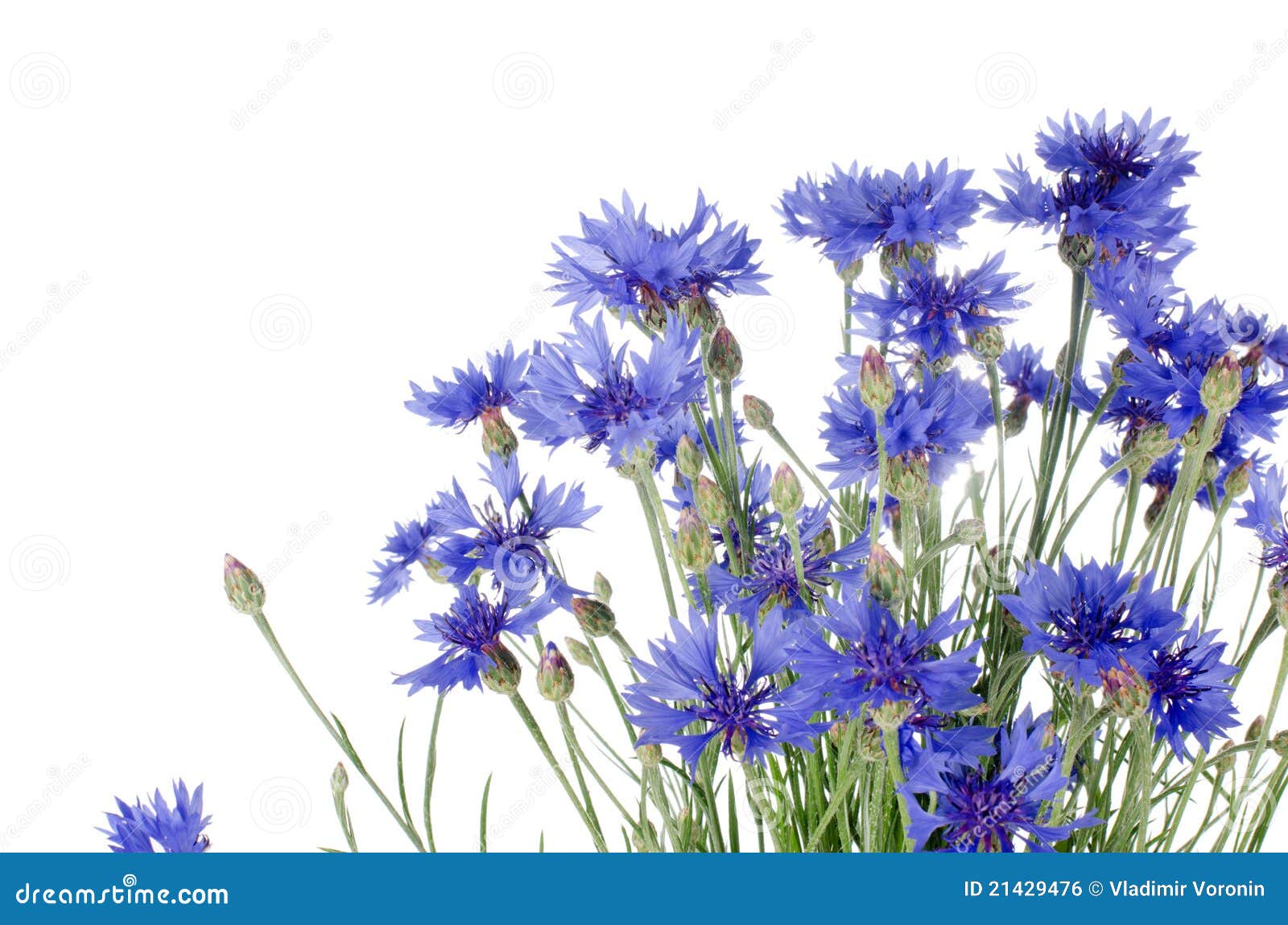 Beautiful blue cornflower stock photo. Image of fresh - 21429476