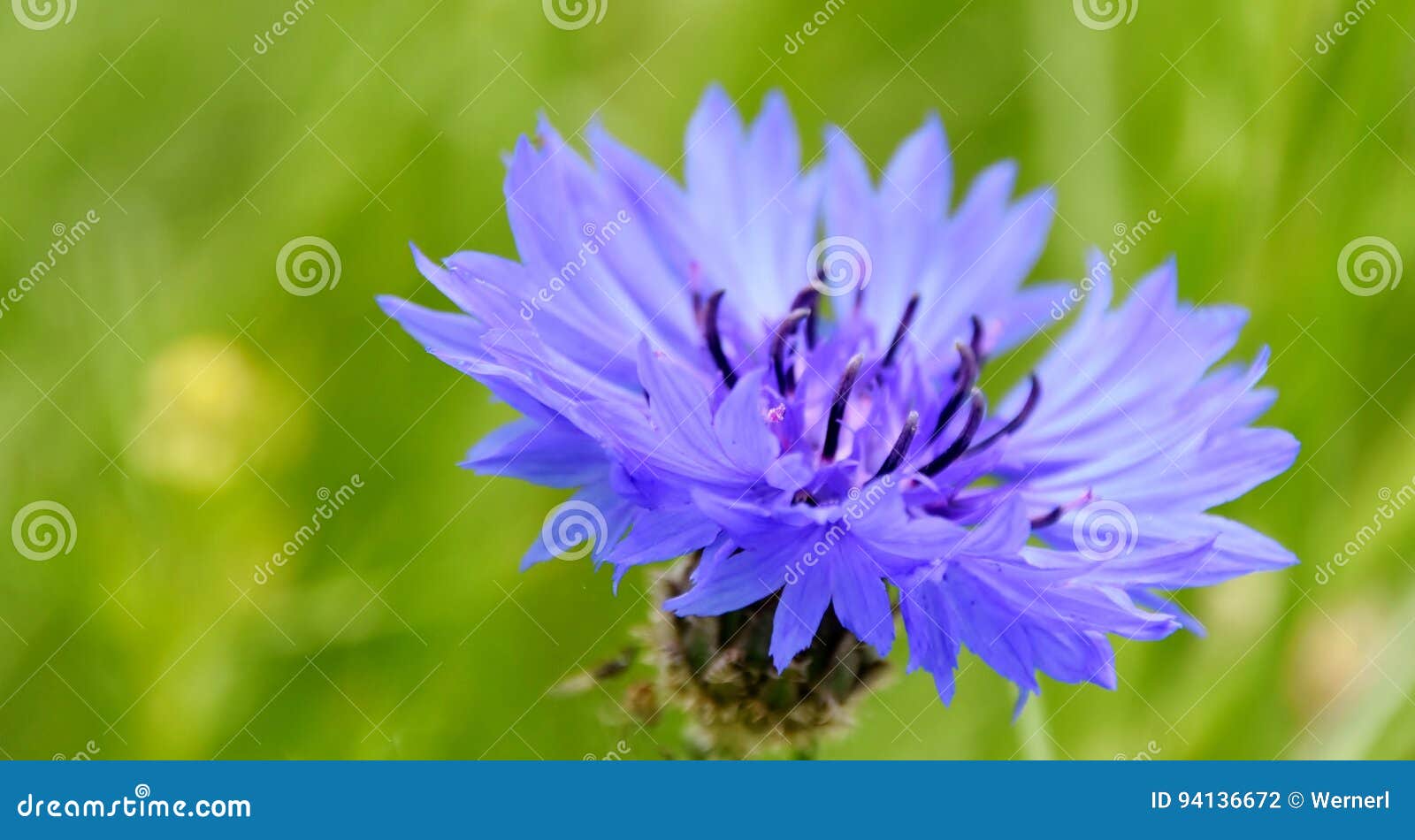 Beautiful blue Cornflower stock photo. Image of blue - 94136672