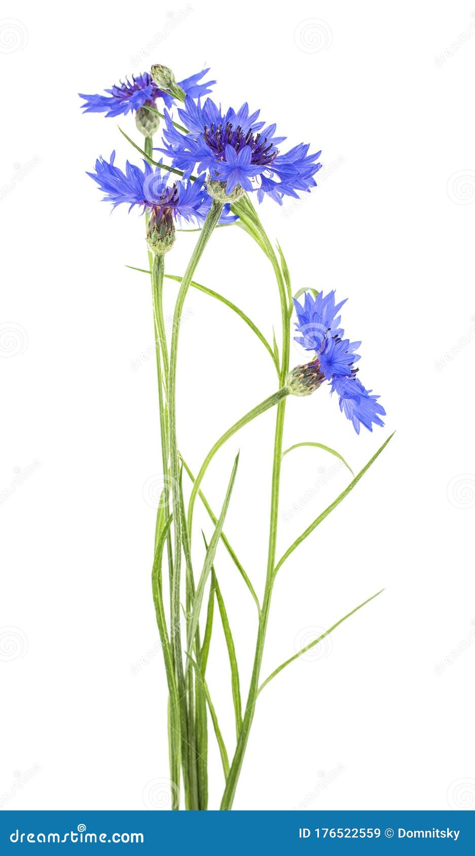 Beautiful Blue Cornflower Isolated on White Background Stock Image ...