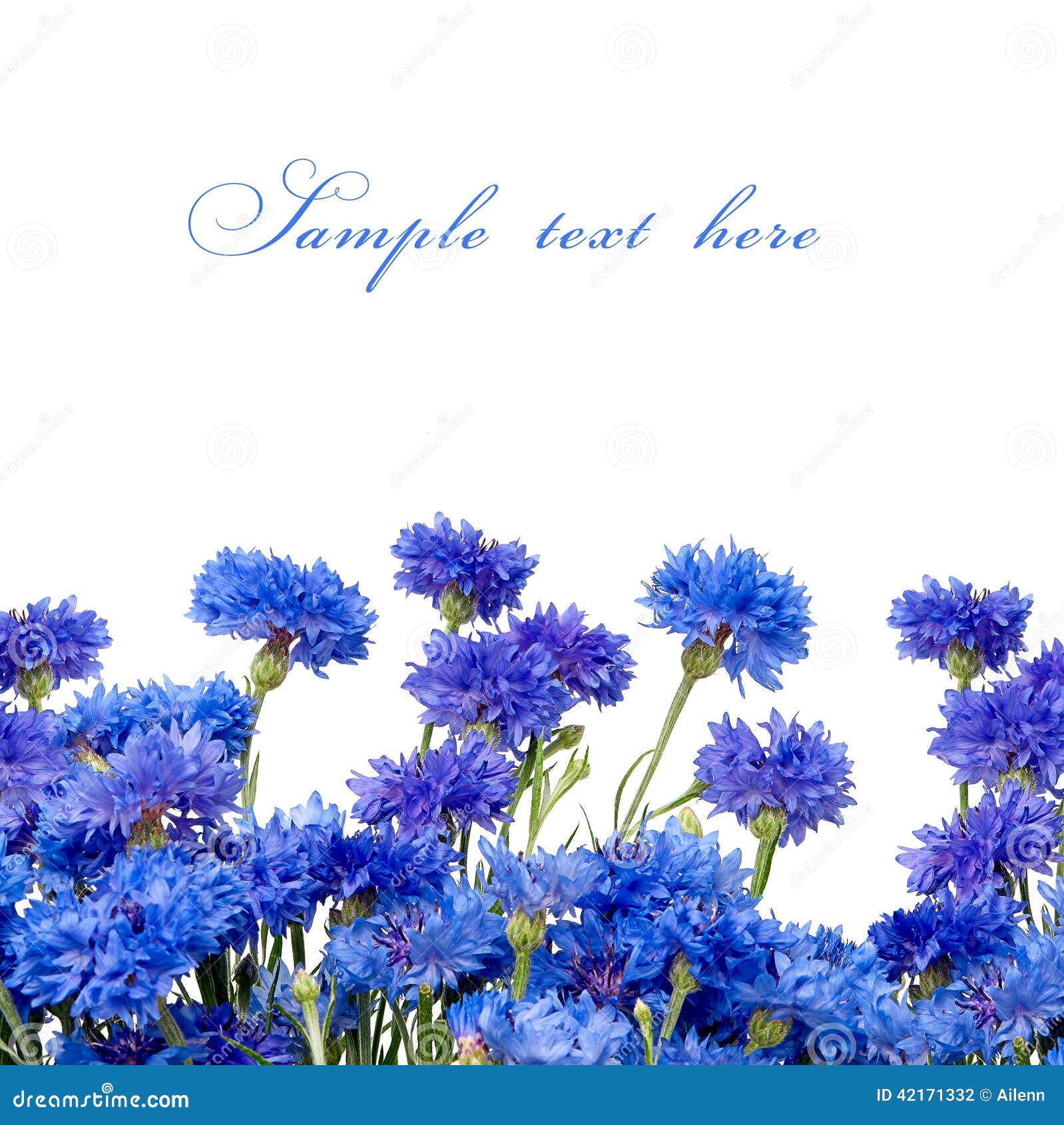 Beautiful Blue Cornflower Isolated on White Background Stock Photo ...