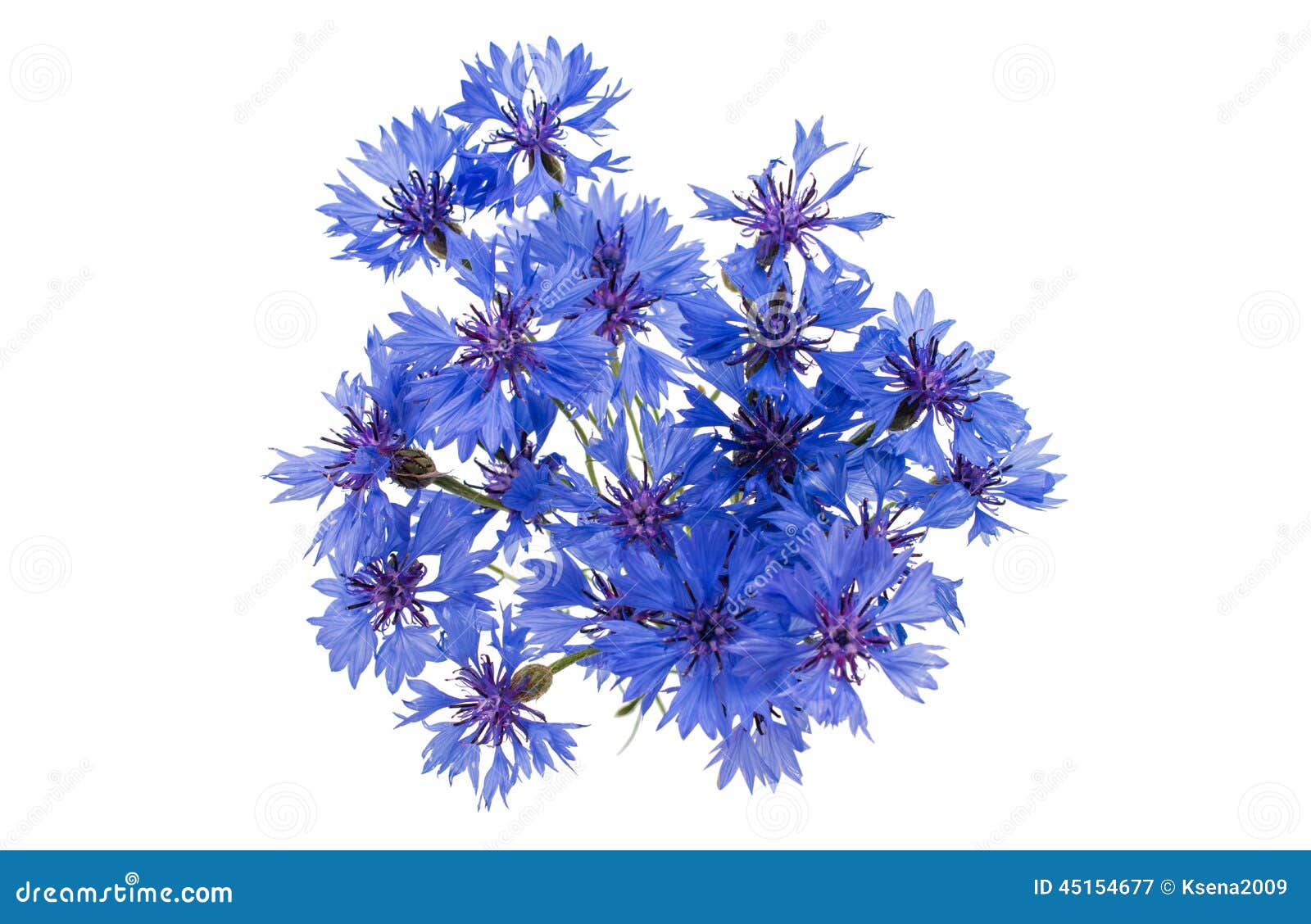 Beautiful Blue Cornflower Isolated Stock Image - Image of bloom, button ...