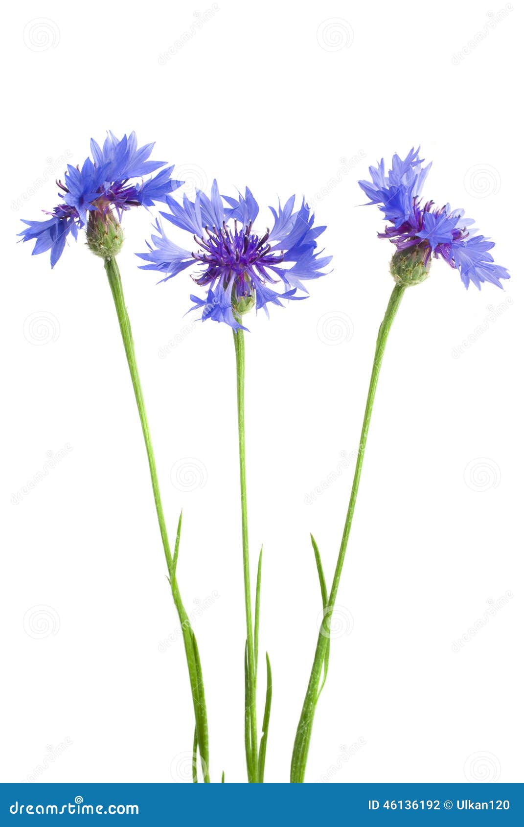 Beautiful blue cornflower stock photo. Image of botany - 46136192