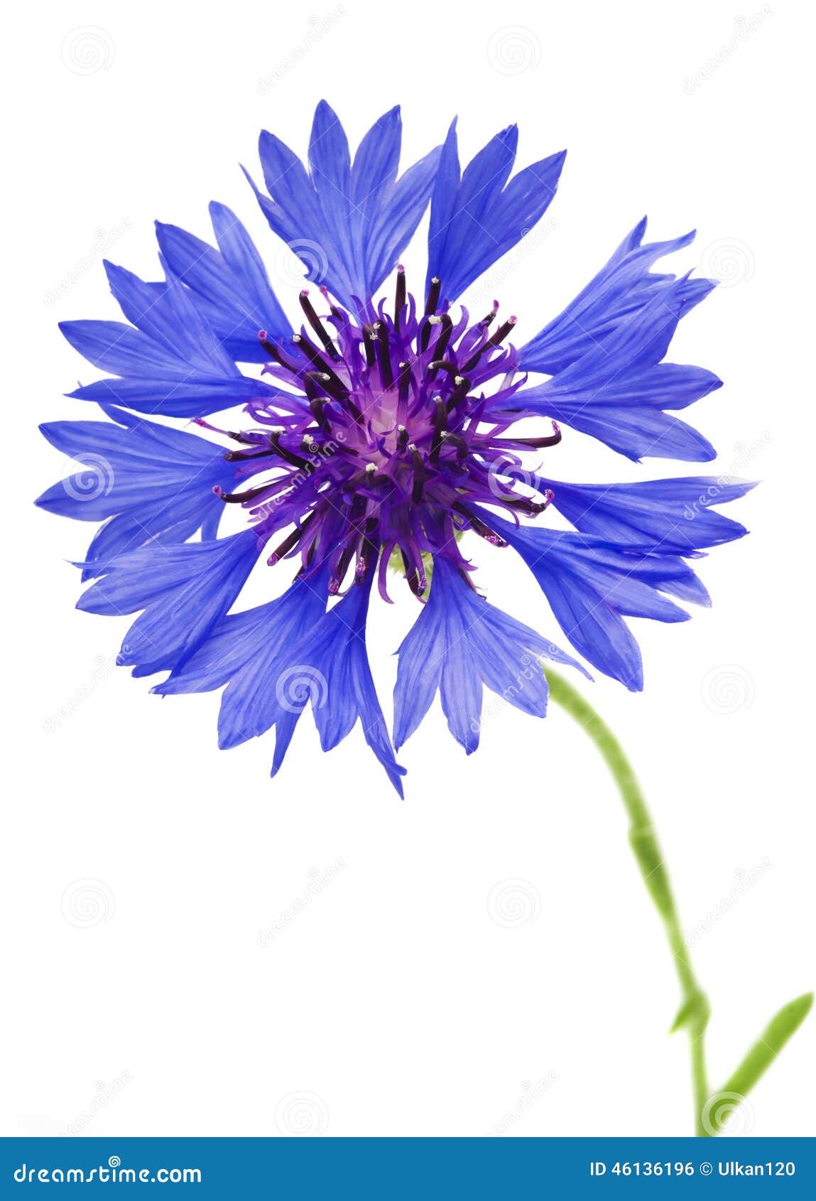 Beautiful blue cornflower stock photo. Image of bloom - 46136196