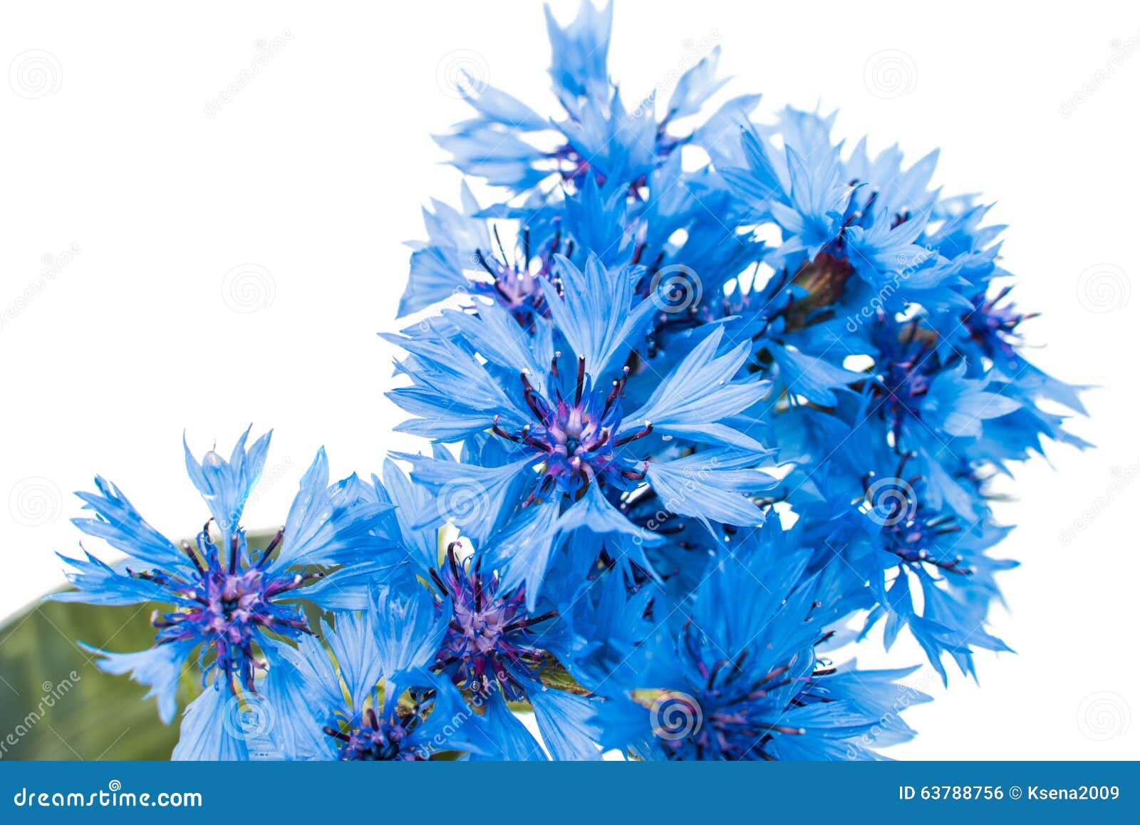 Beautiful blue cornflower stock photo. Image of isolation - 63788756
