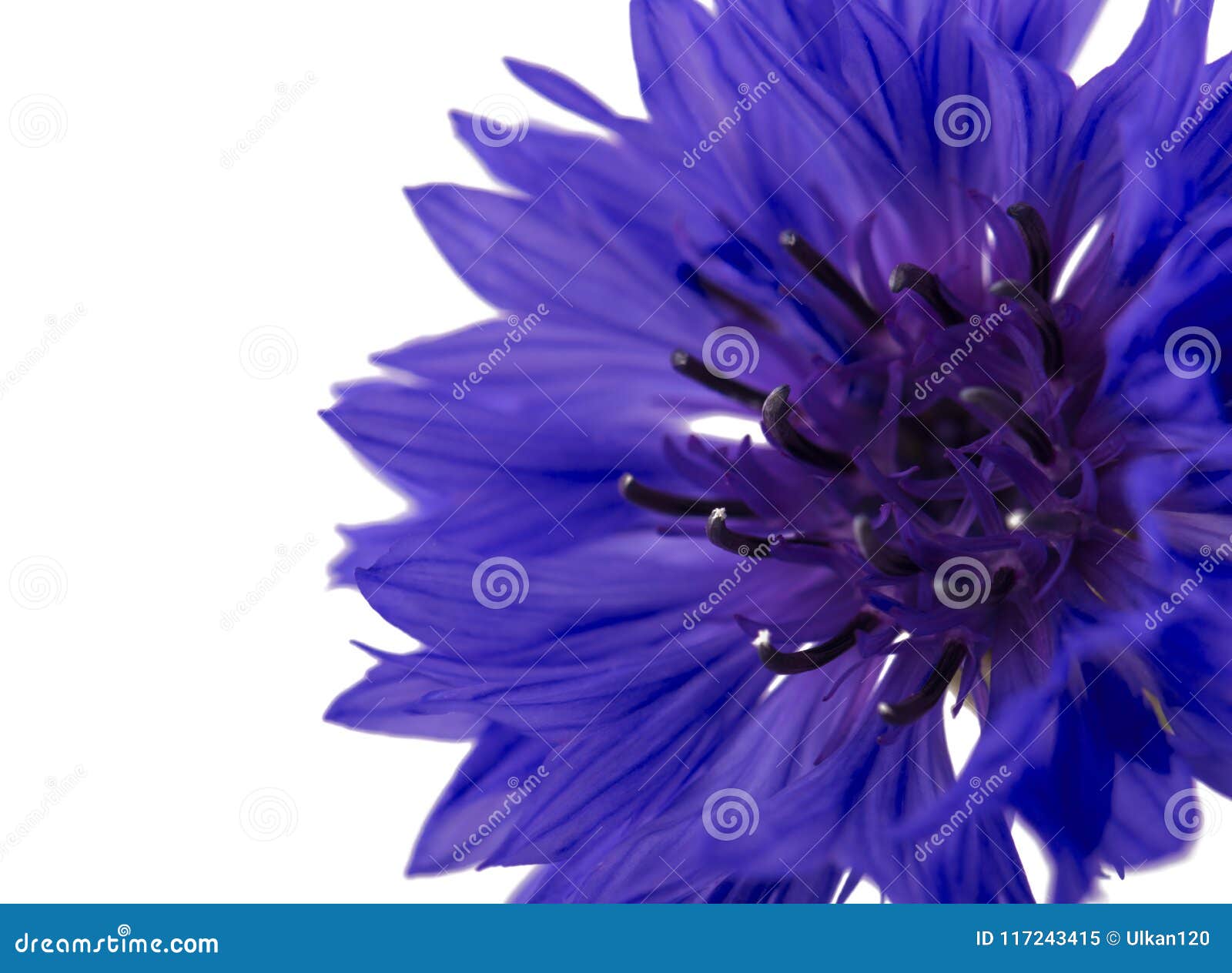 Beautiful Blue Cornflower Isolated on White Background Stock Image ...