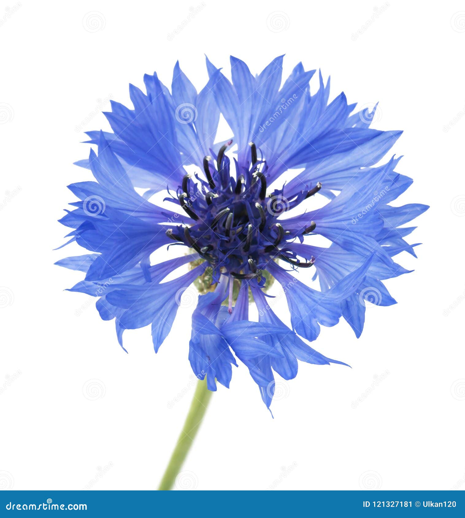Beautiful Blue Cornflower Isolated on White Background. Selective Focus ...