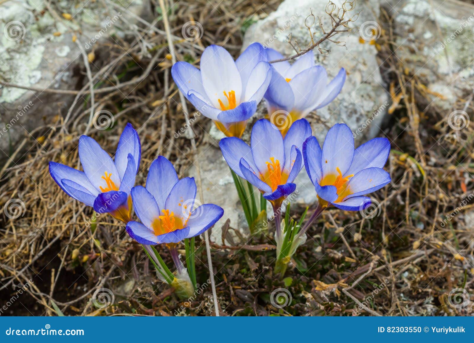 Beautiful blue crocus bush stock photo. Image of closeup - 82303550