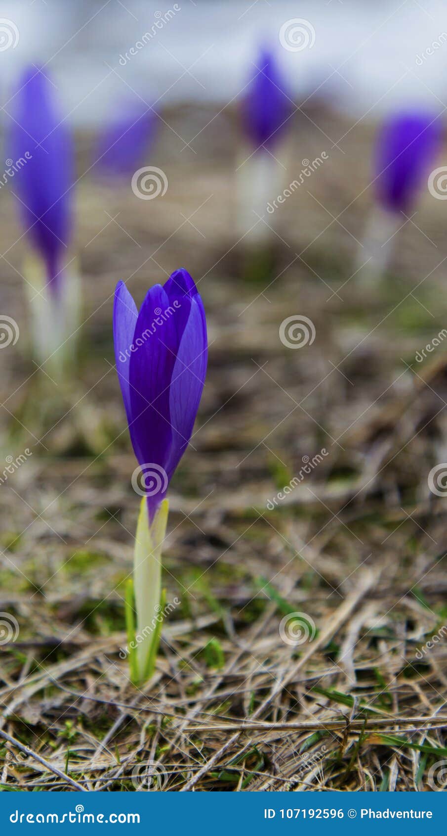 Beautiful Blue Crocus Flower Stock Photo - Image of color, crocus ...