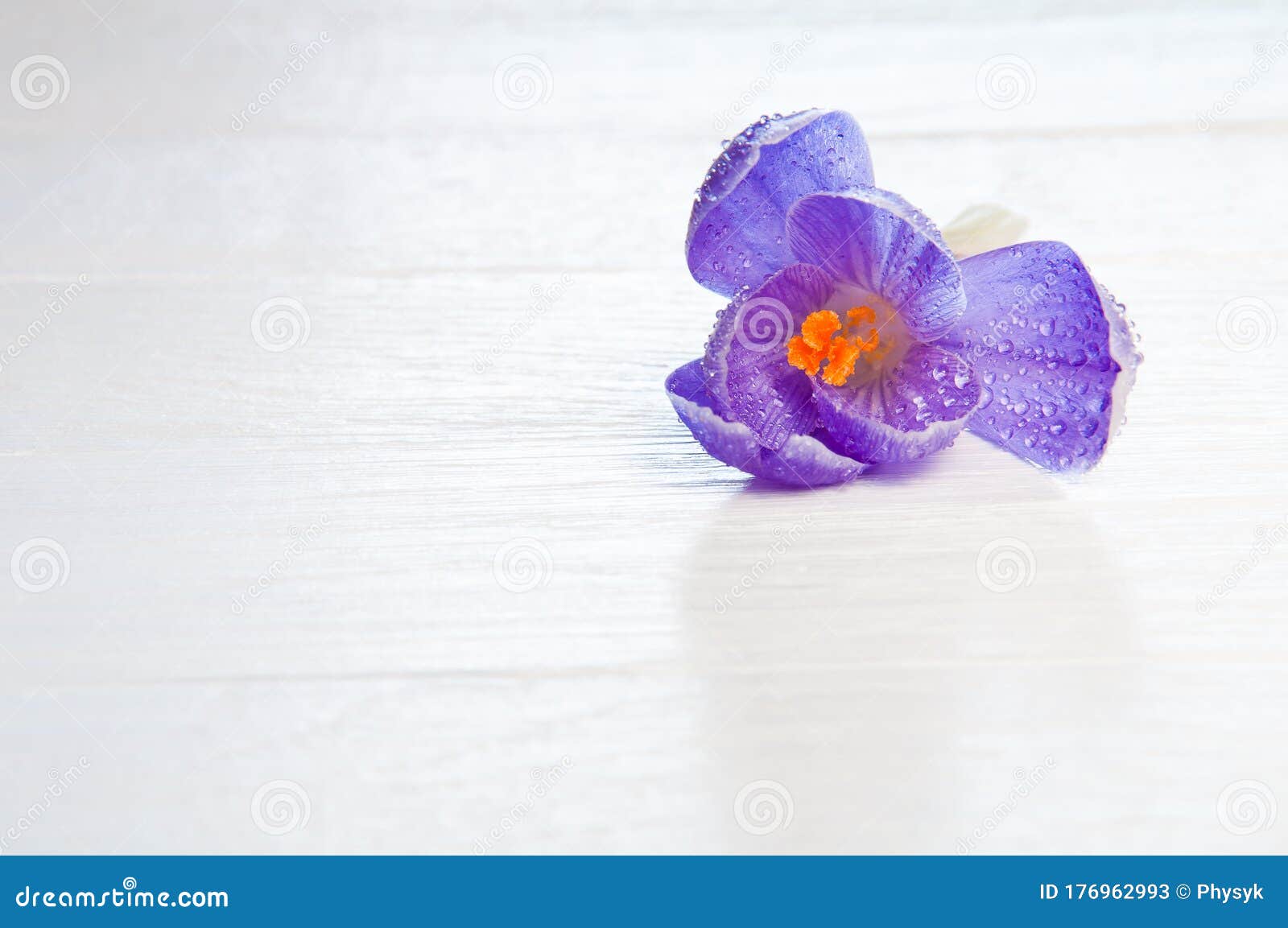 Beautiful Blue Crocus Flower on White Wooden Background Stock Image ...
