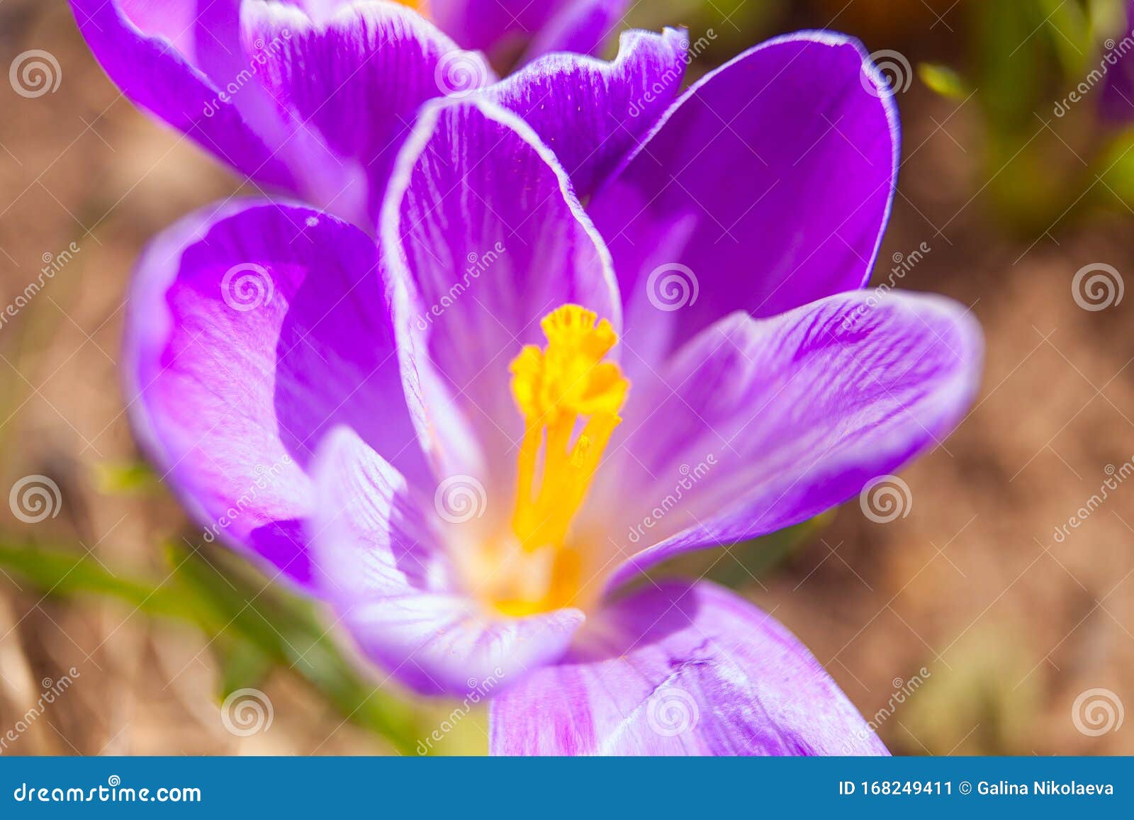 Beautiful Blue Crocus on Green Background Stock Image - Image of ...