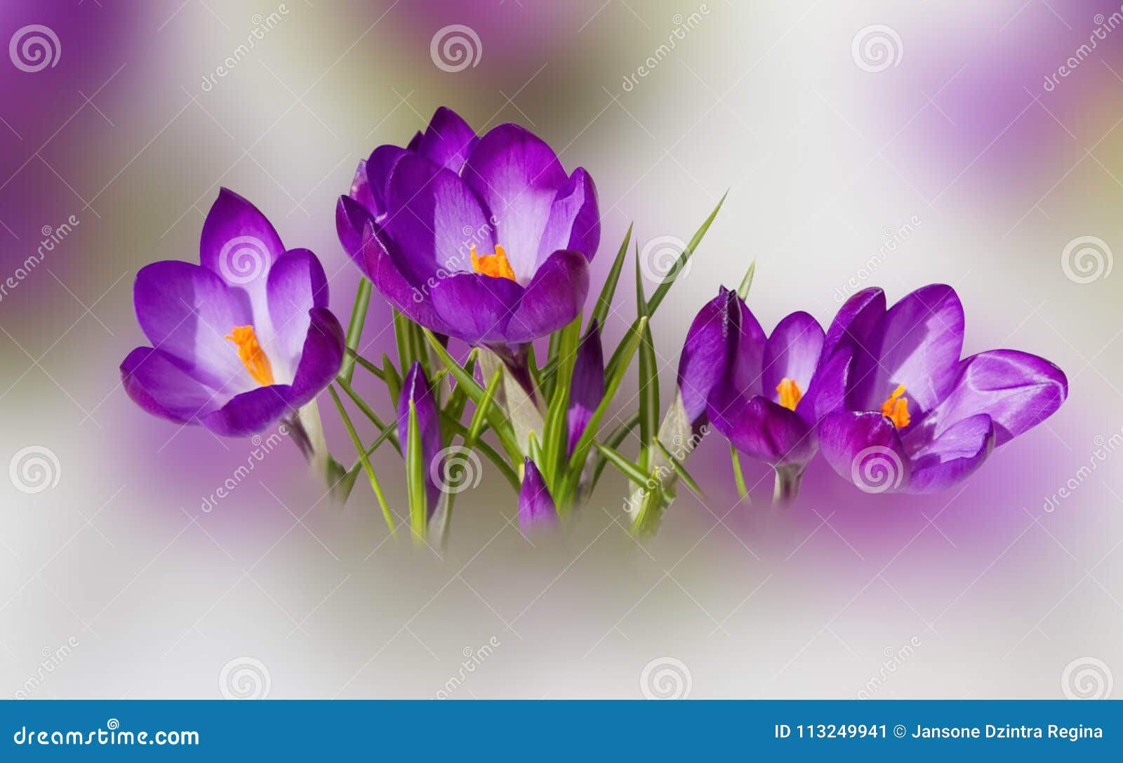 Blue Crocuses on the White Background Stock Image - Image of computer ...