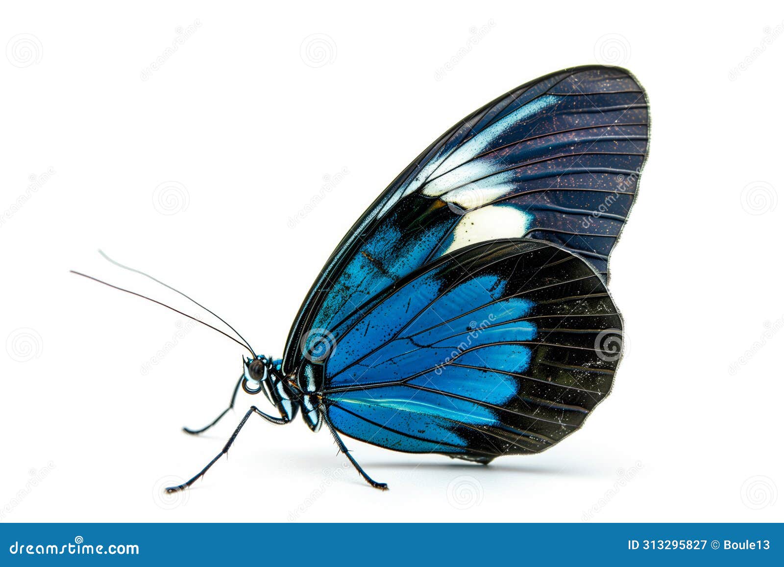 Beautiful Blue Doris Longwing Butterfly Isolated on a White Background ...