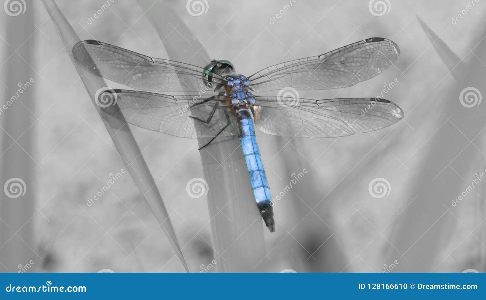 Beautiful Blue Dragonfly stock photo. Image of background - 128166610