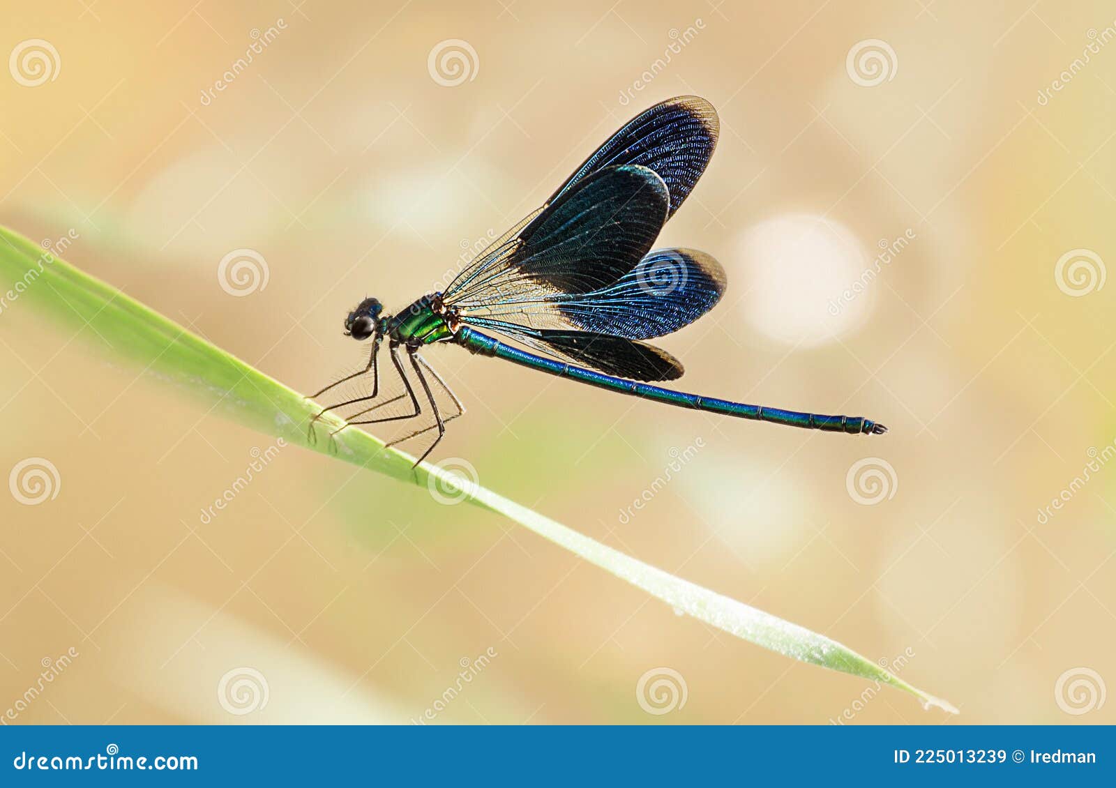 Beautiful blue dragonfly stock image. Image of light - 225013239