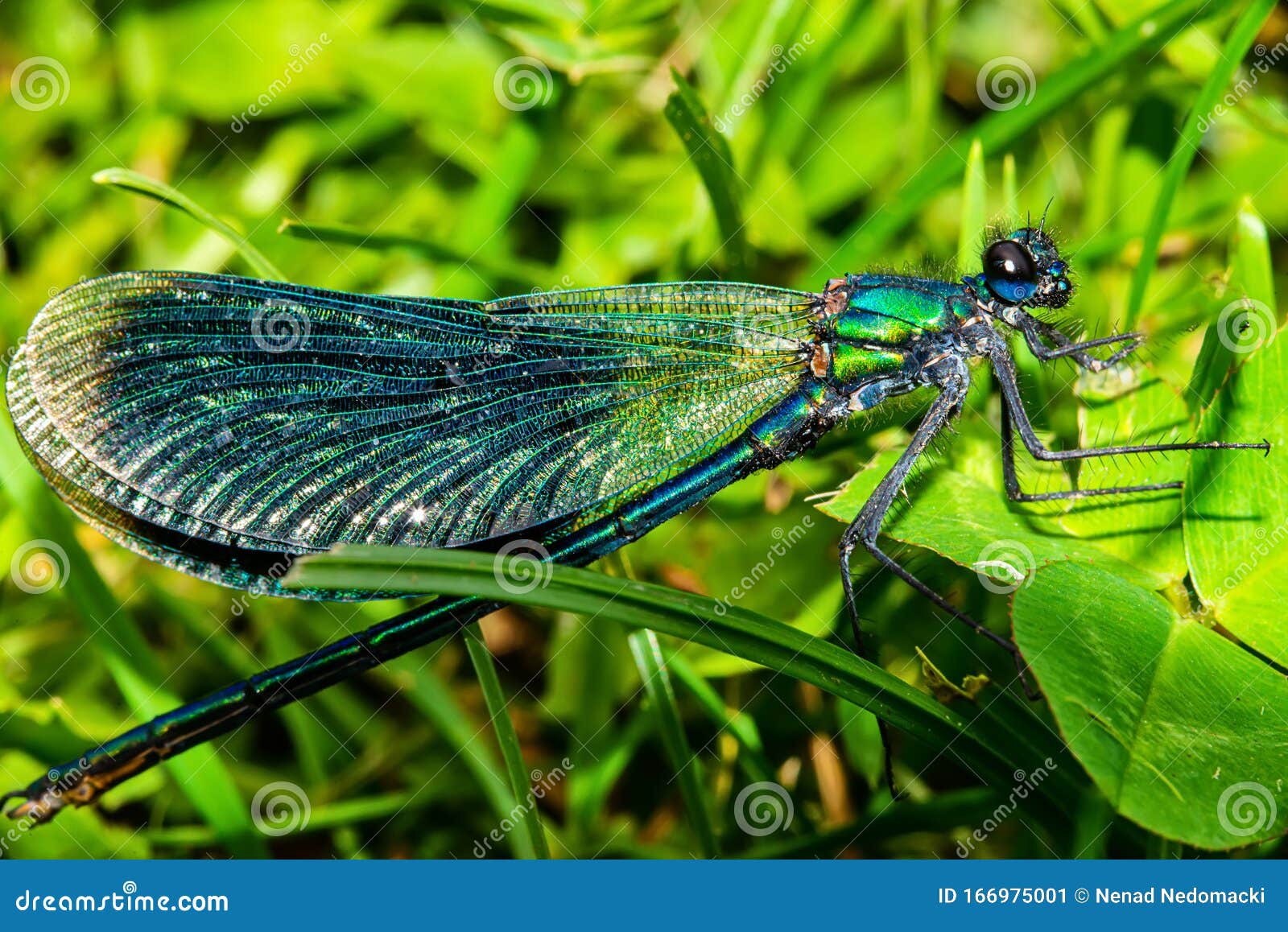 Beautiful Blue Dragonfly on Grass Stock Image - Image of insect ...