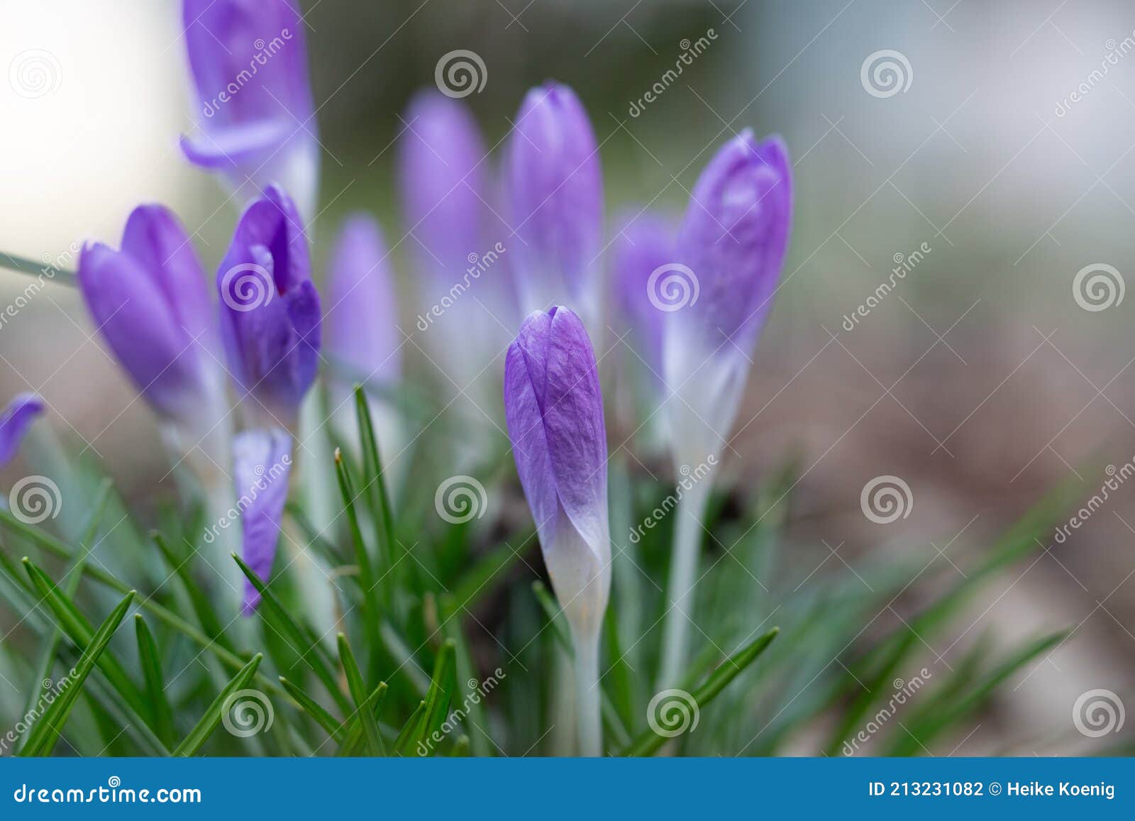 Beautiful Blue Early Crocus with Natural Background Stock Photo - Image ...