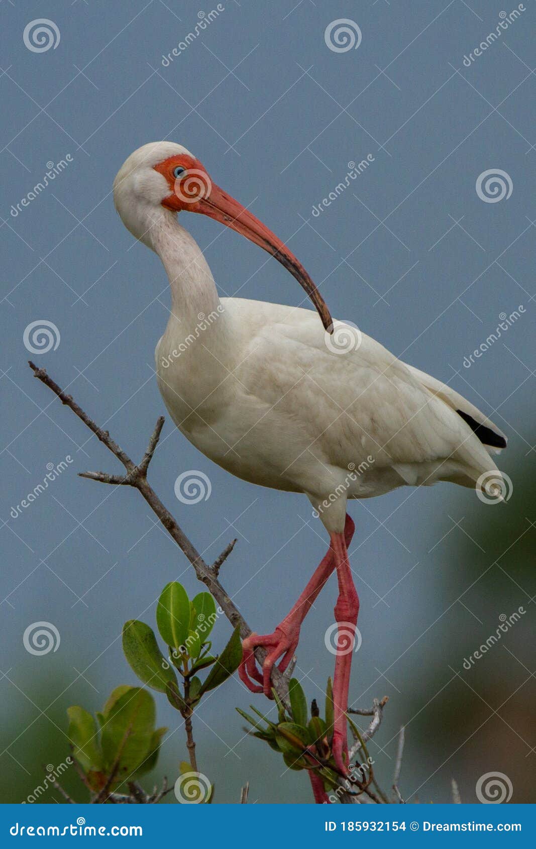 Beautiful Blue Eyed Florida White Ibis Stock Photo - Image of green ...