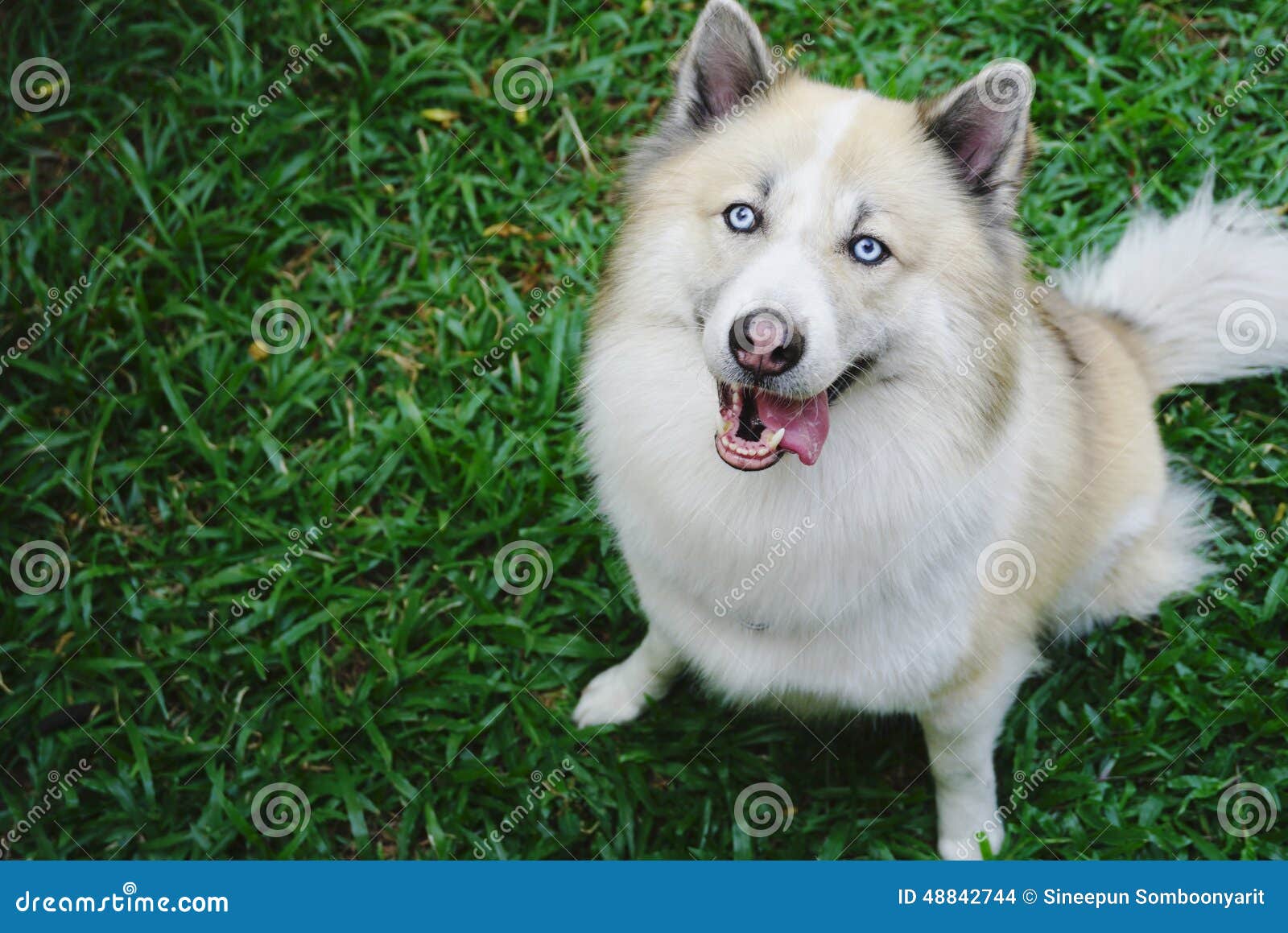 Beautiful blue eyes dog stock photo. Image of eyes, sitting - 48842744