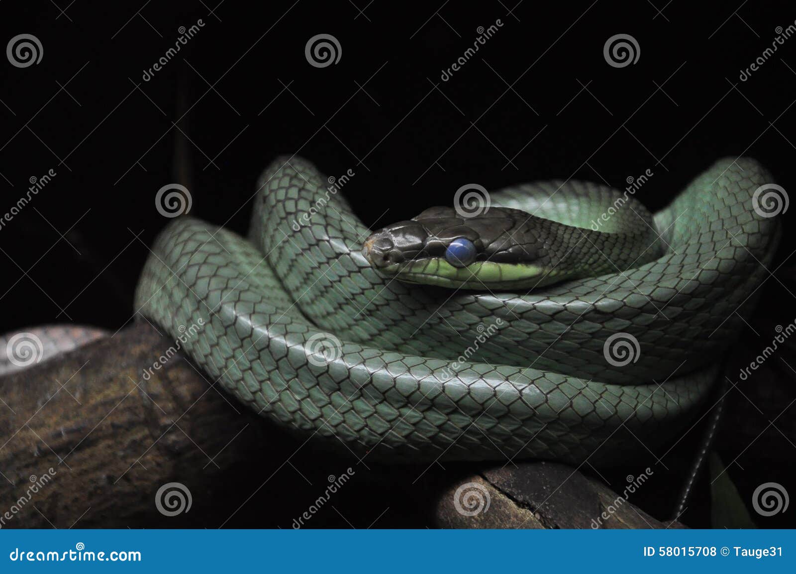 Beautiful Blue Eyes of a Snake Stock Photo - Image of enclosure, eyes ...