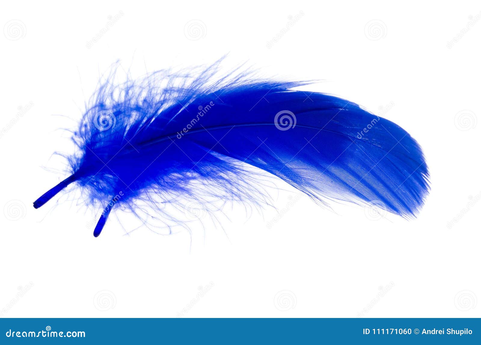 Beautiful Blue Feather on White Background Stock Photo - Image of ...