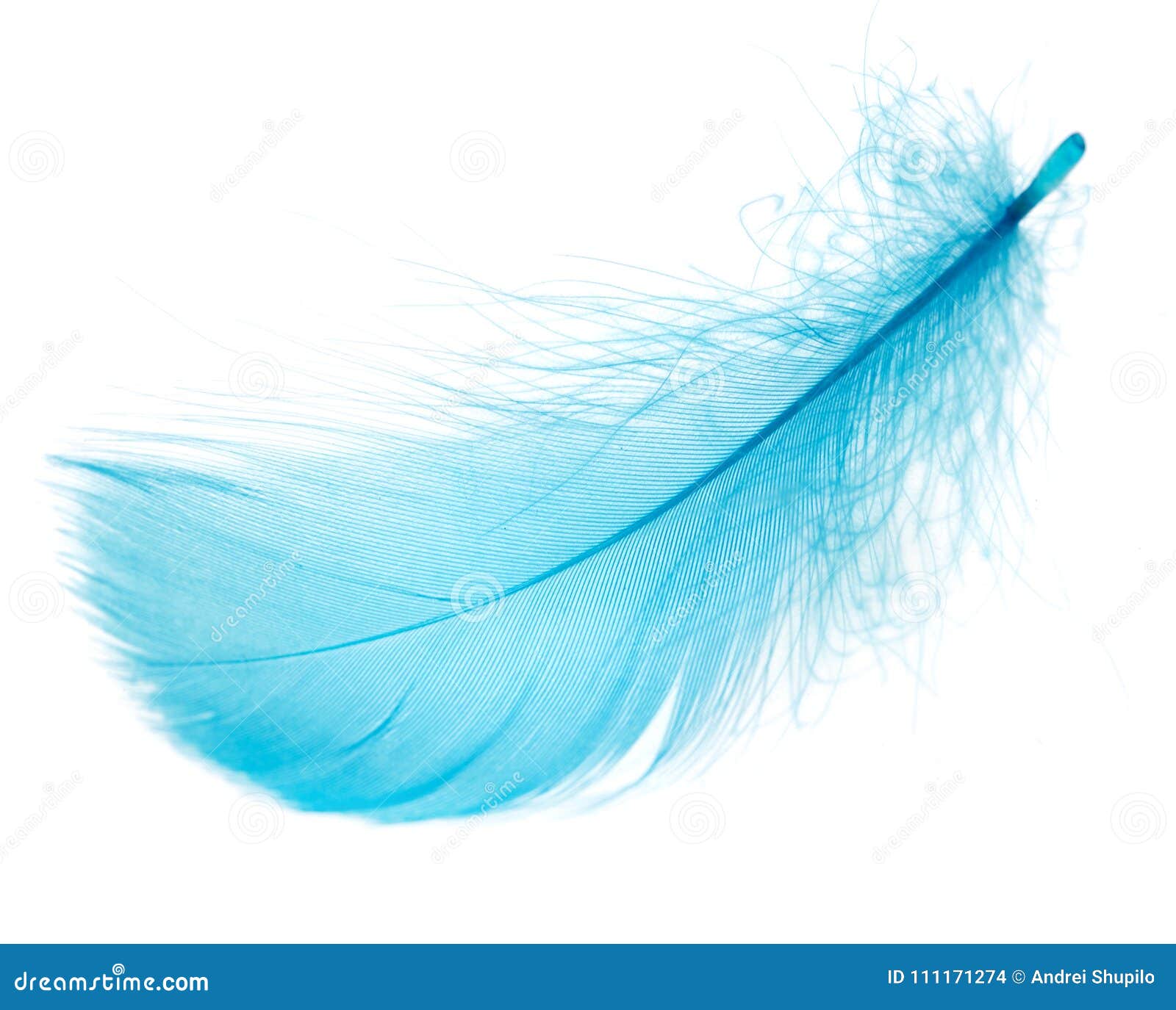 Beautiful Blue Feather on White Background Stock Photo - Image of ...