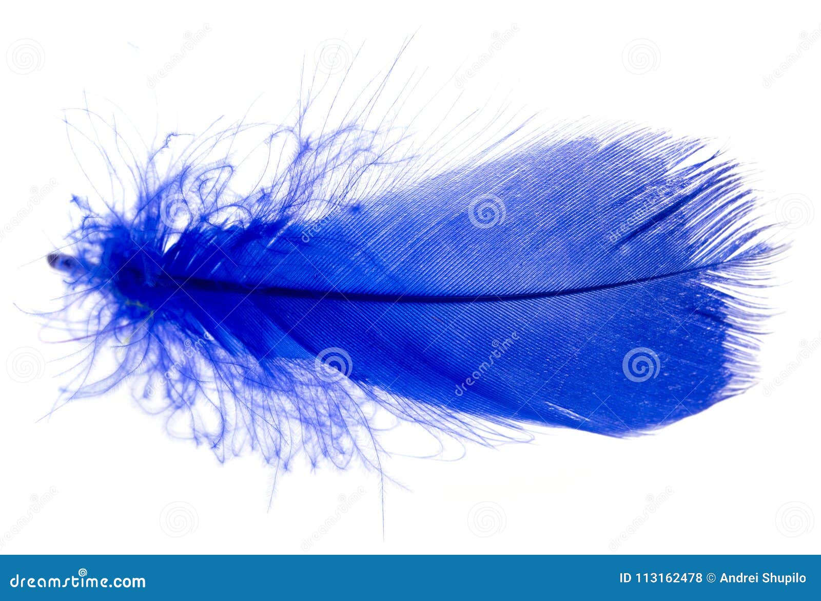 Beautiful Blue Feather on White Background Stock Photo - Image of ...