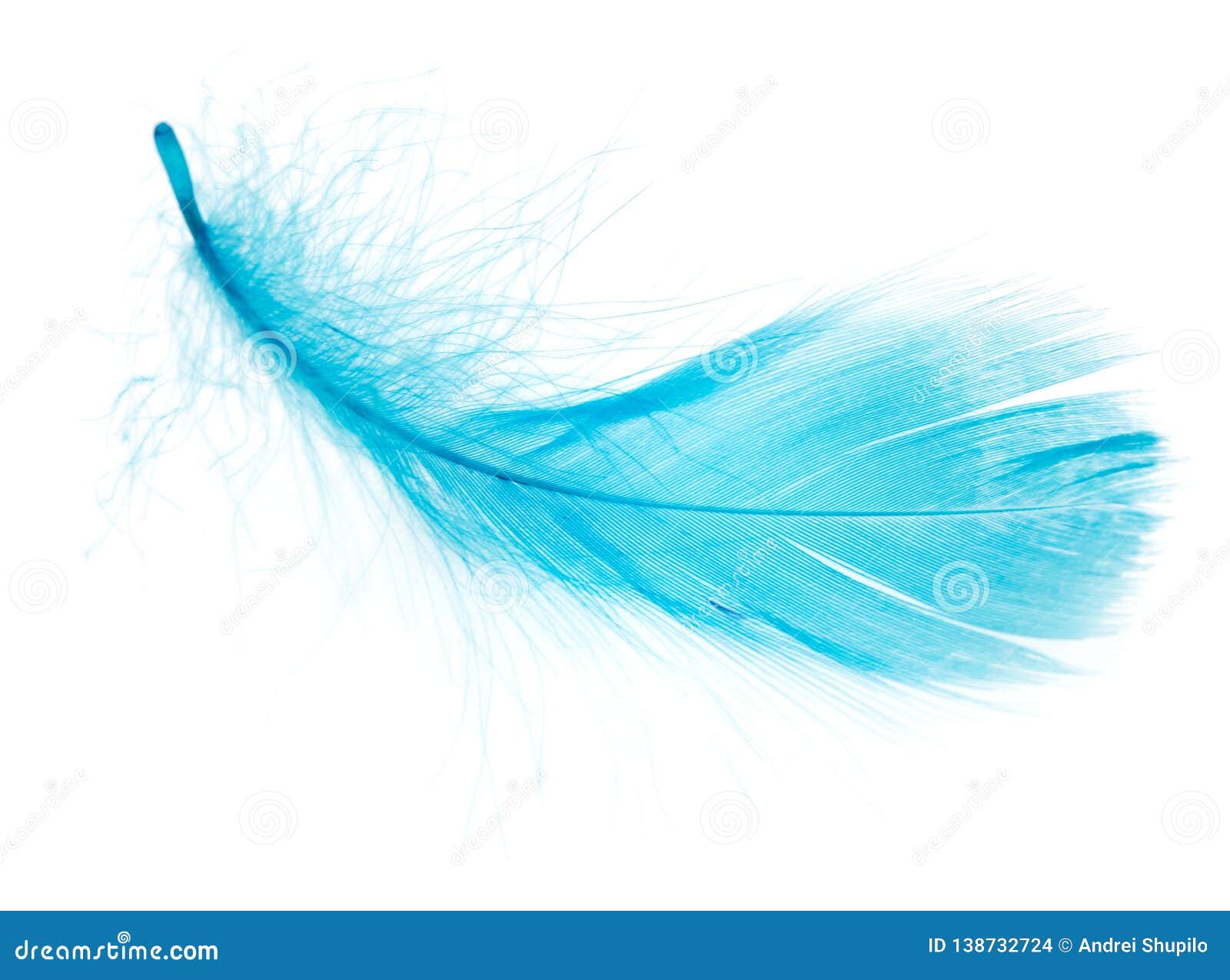 Beautiful Blue Feather on White Background Stock Photo - Image of ...