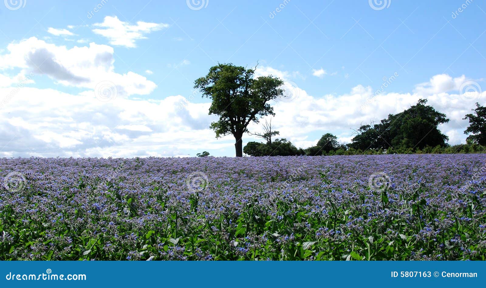 Beautiful blue field stock image. Image of countryside - 5807163
