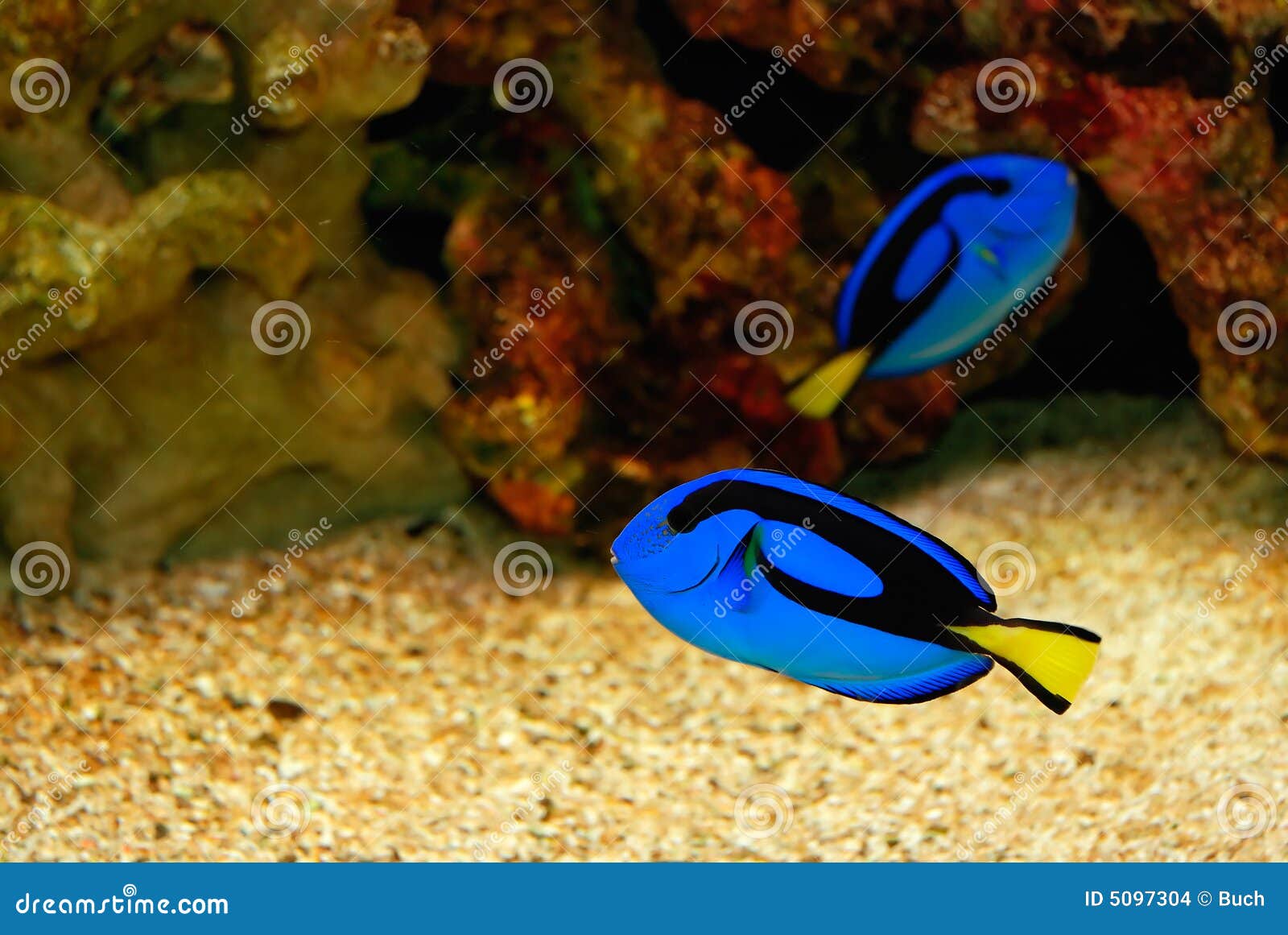 Beautiful blue fish stock photo. Image of life, exploration - 5097304
