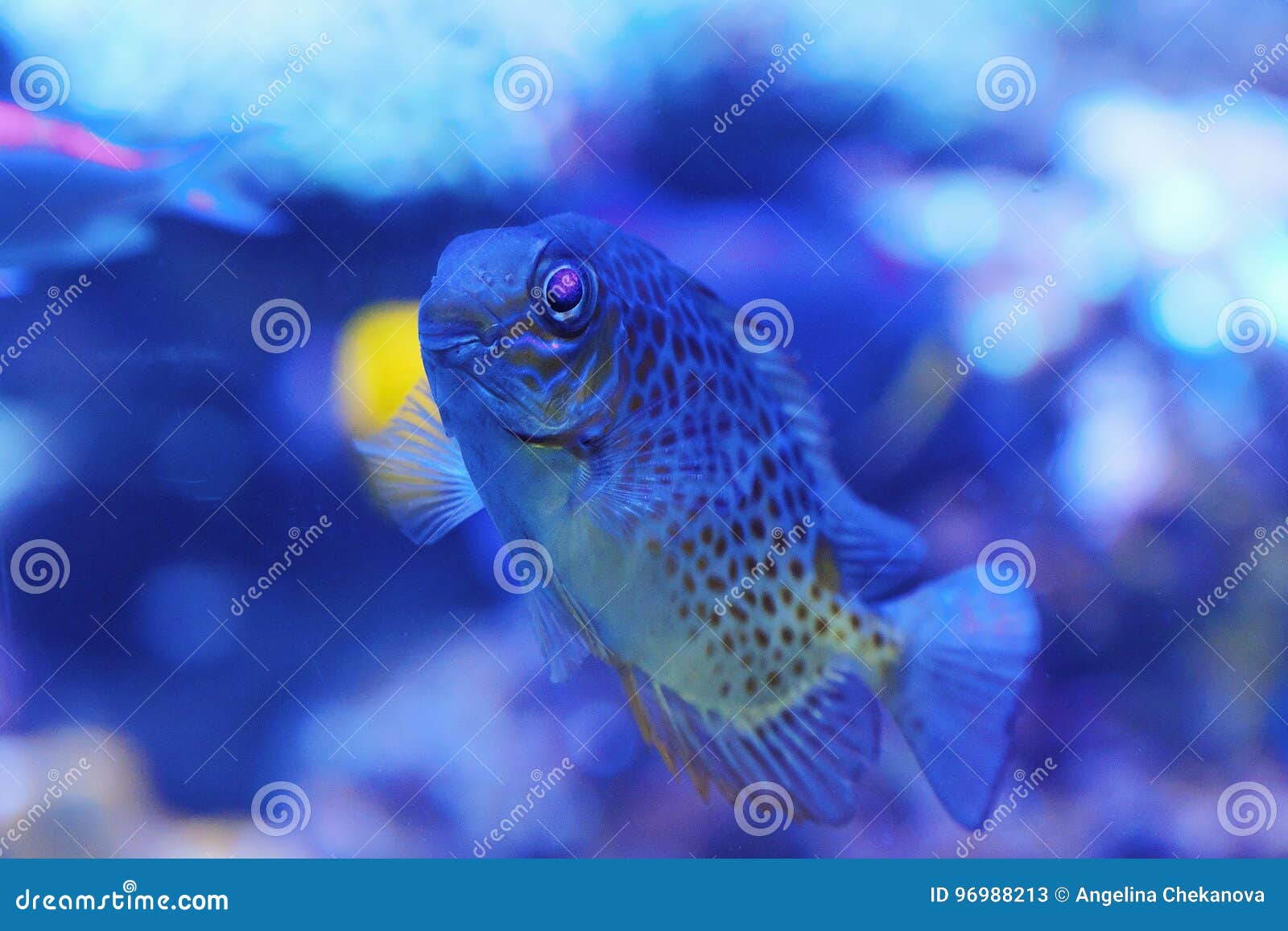 Beautiful Blue Fish in the Aquarium Stock Image - Image of gills, spots ...