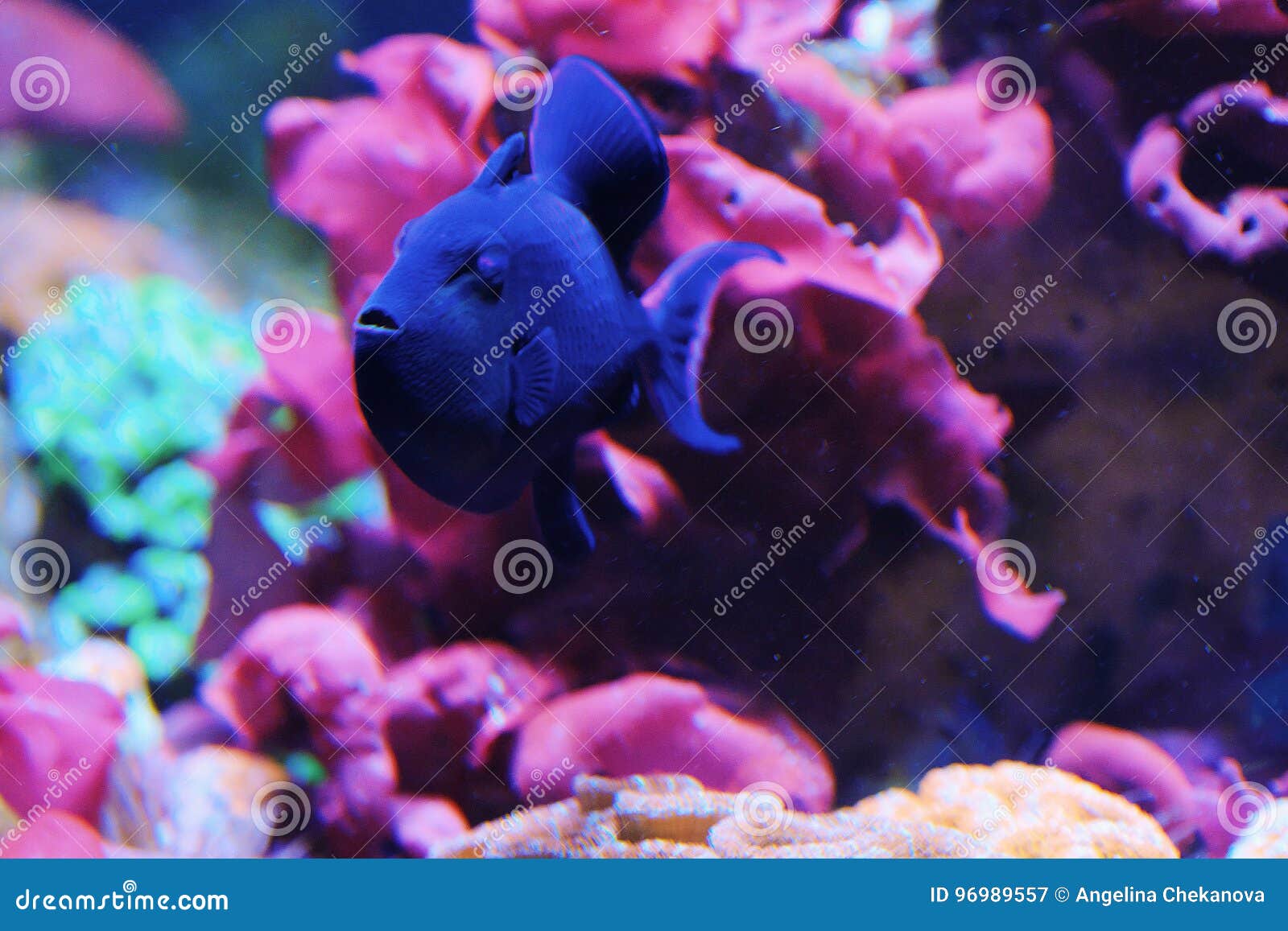 Beautiful Blue Fish in the Aquarium View Stock Image - Image of pink ...