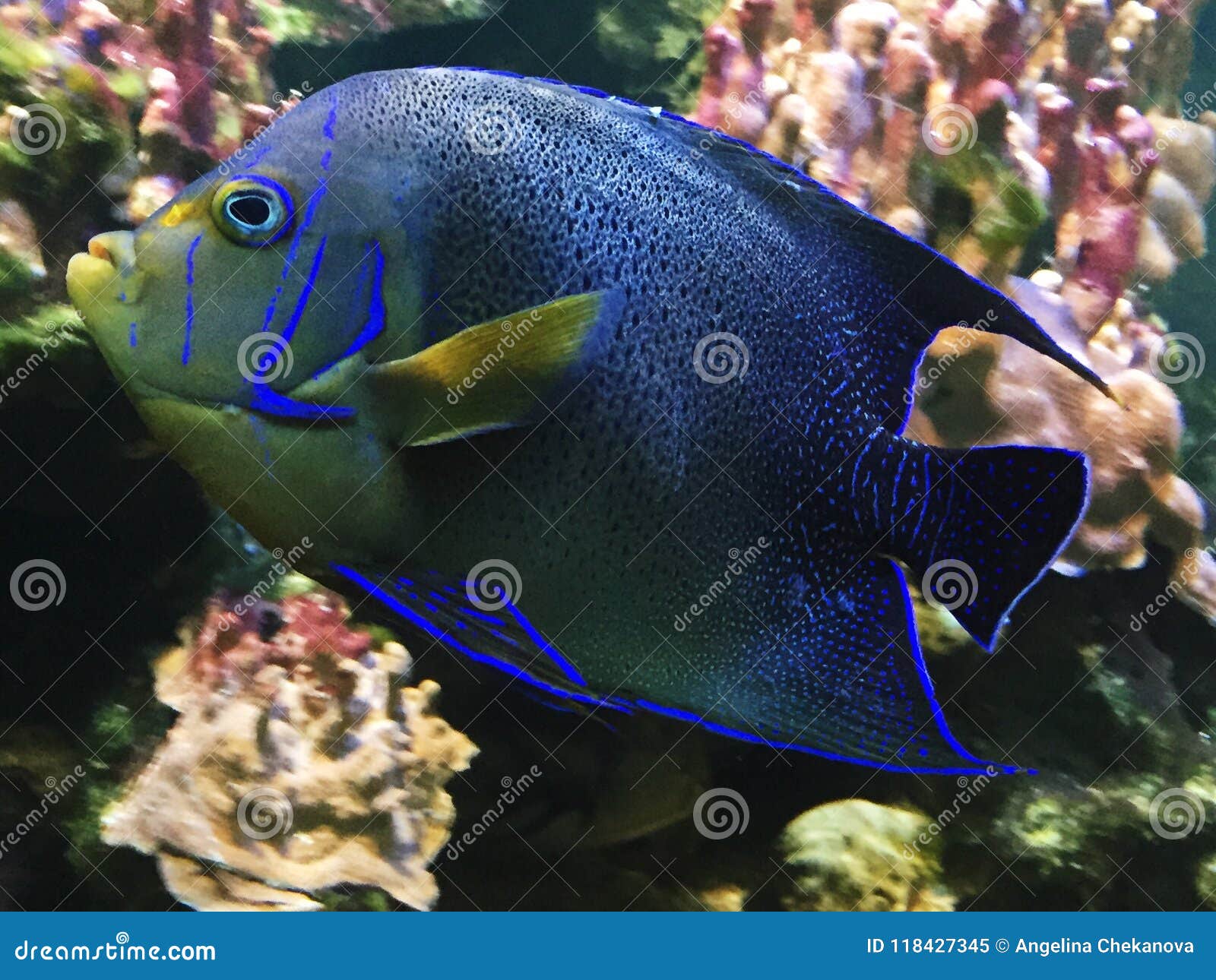 Beautiful Blue Fish in the Aquarium Zoo Stock Image - Image of fish ...