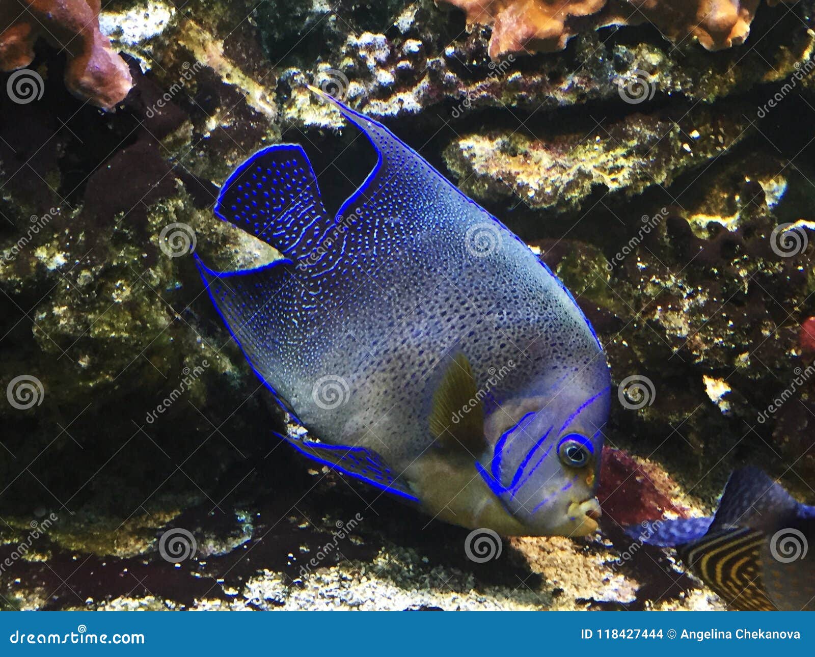 Beautiful Blue Fish in the Aquarium Zoo Stock Photo - Image of fish ...