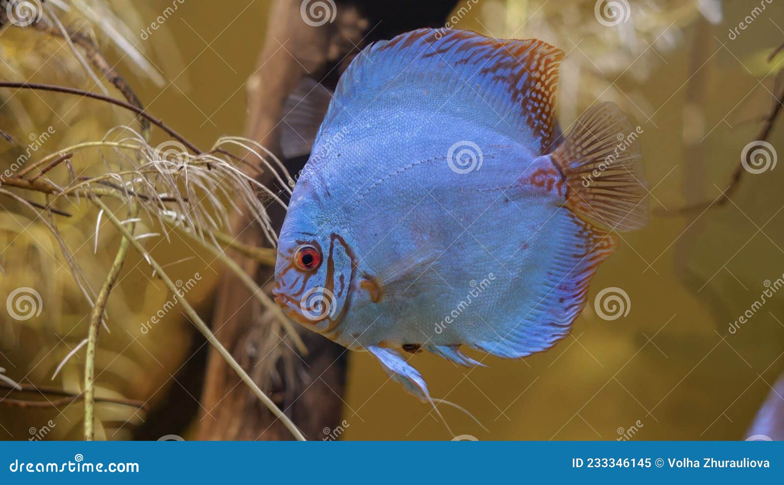 Beautiful Blue Fish Swims in an Aquarium with Plants. Stock Image ...
