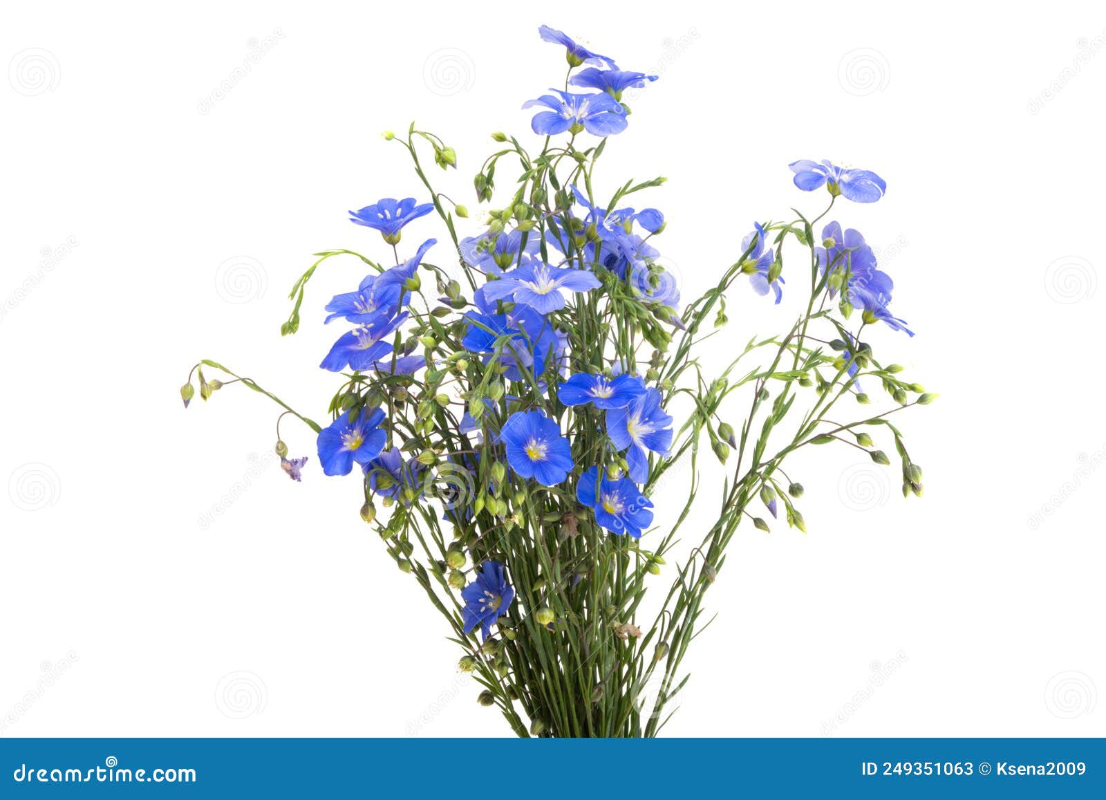 Beautiful Blue Flax Flowers Isolated Stock Image - Image of herbal ...